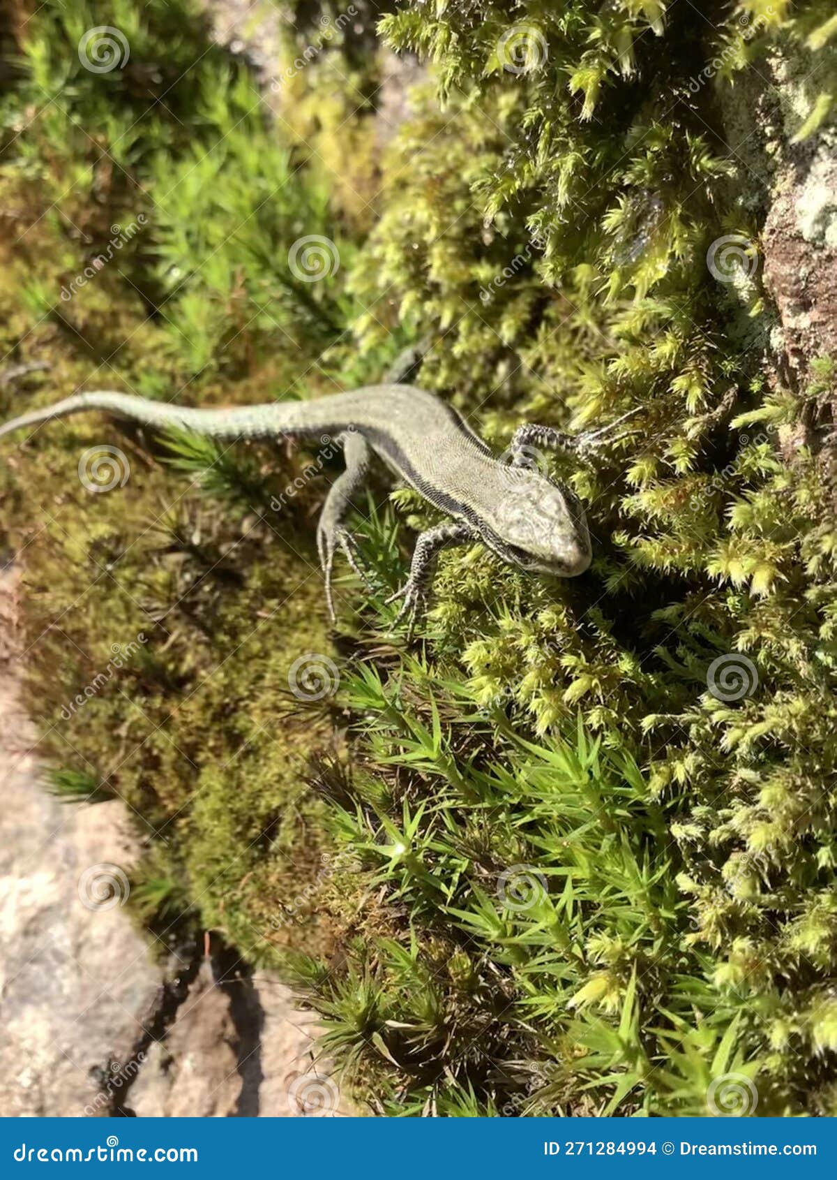 A lizard on stone moss stock photo. Image of jungle - 271284994