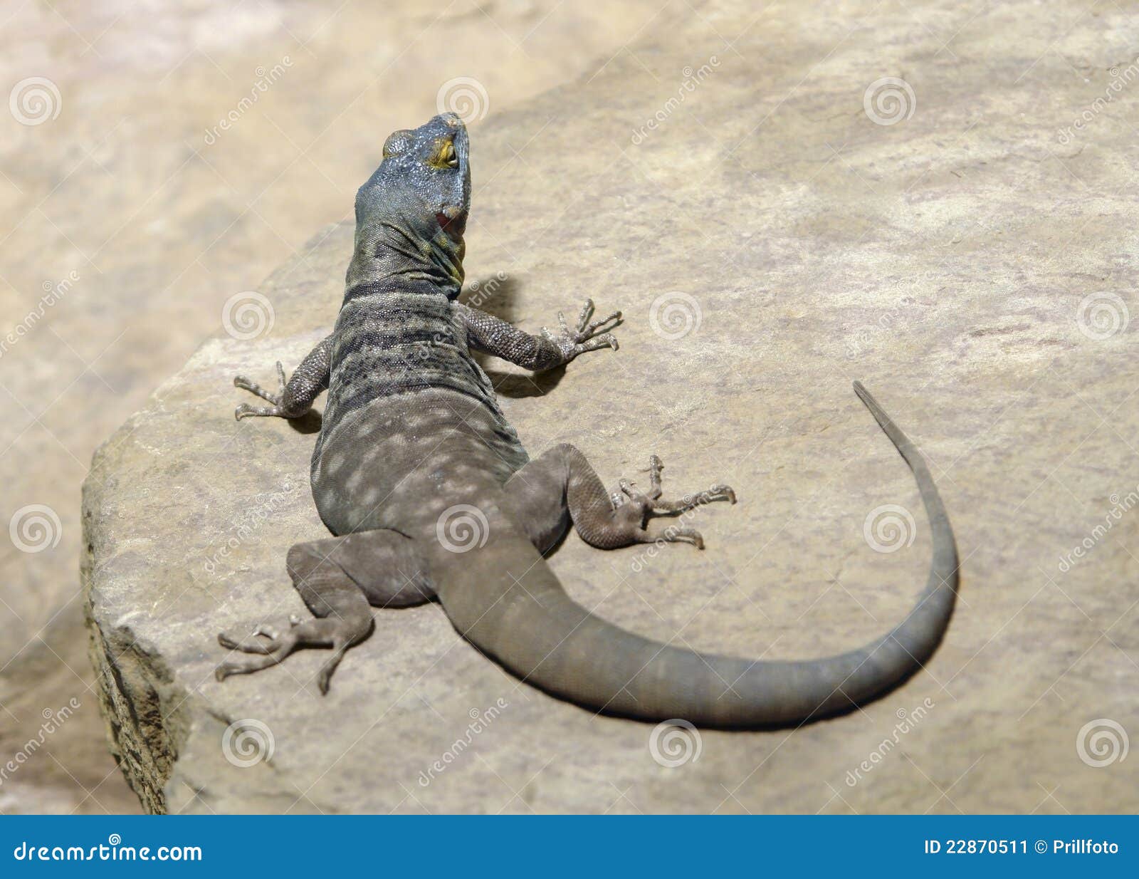 Lizard on stone surface stock image. Image of environment - 22870511