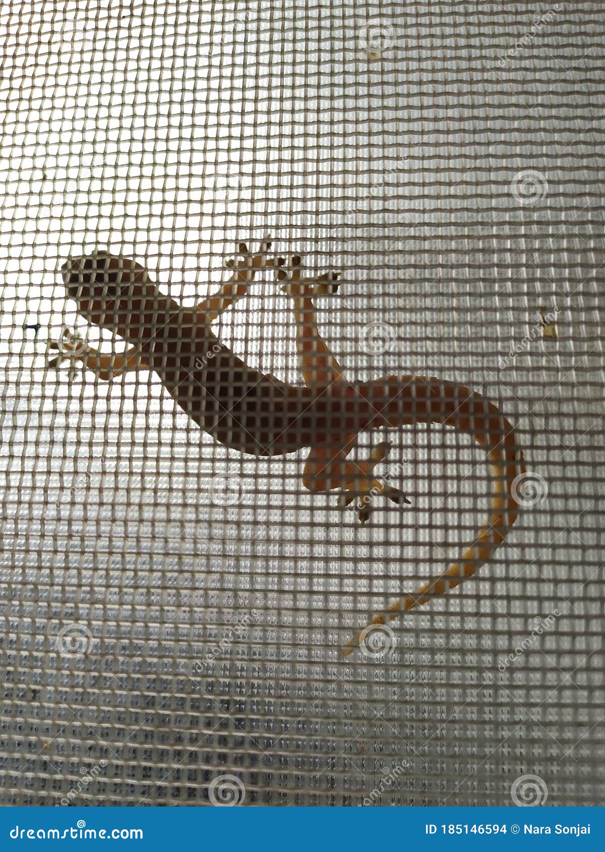 A lizard stuck in a net stock photo. Image of sketch - 185146594