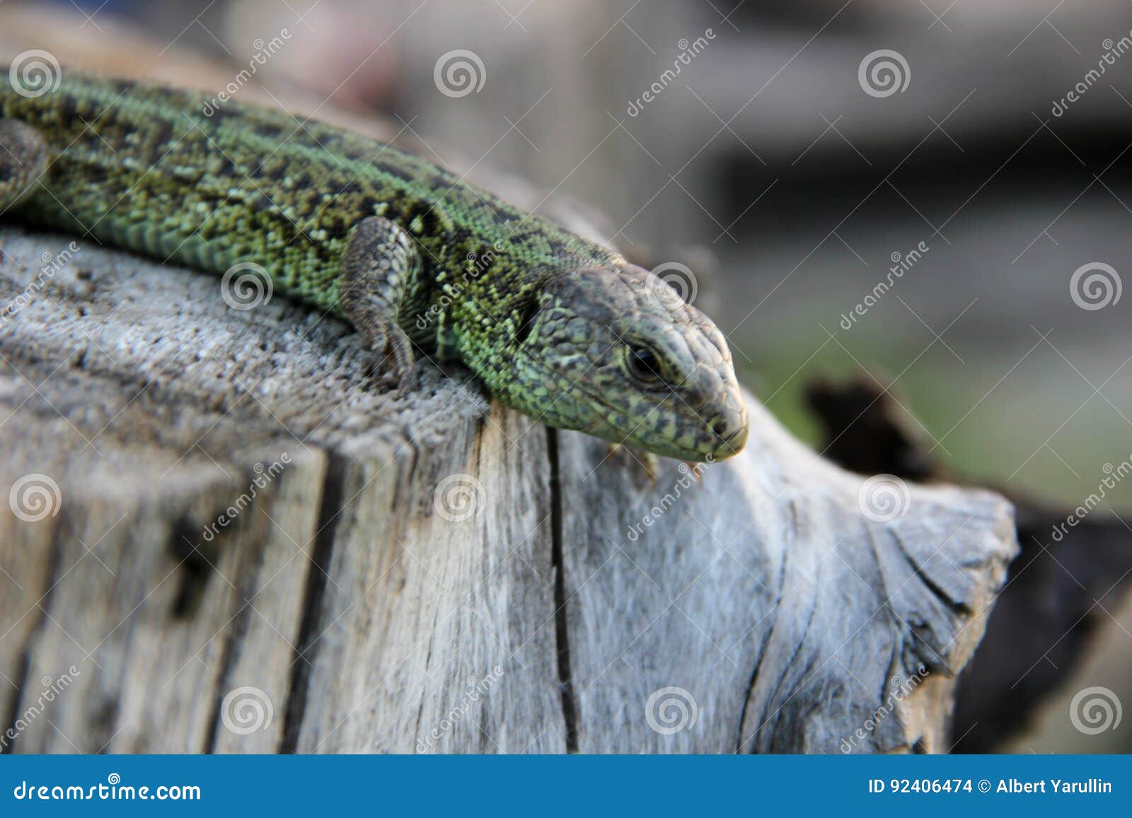 Lizard on a stump stock photo. Image of closeup, toad - 92406474