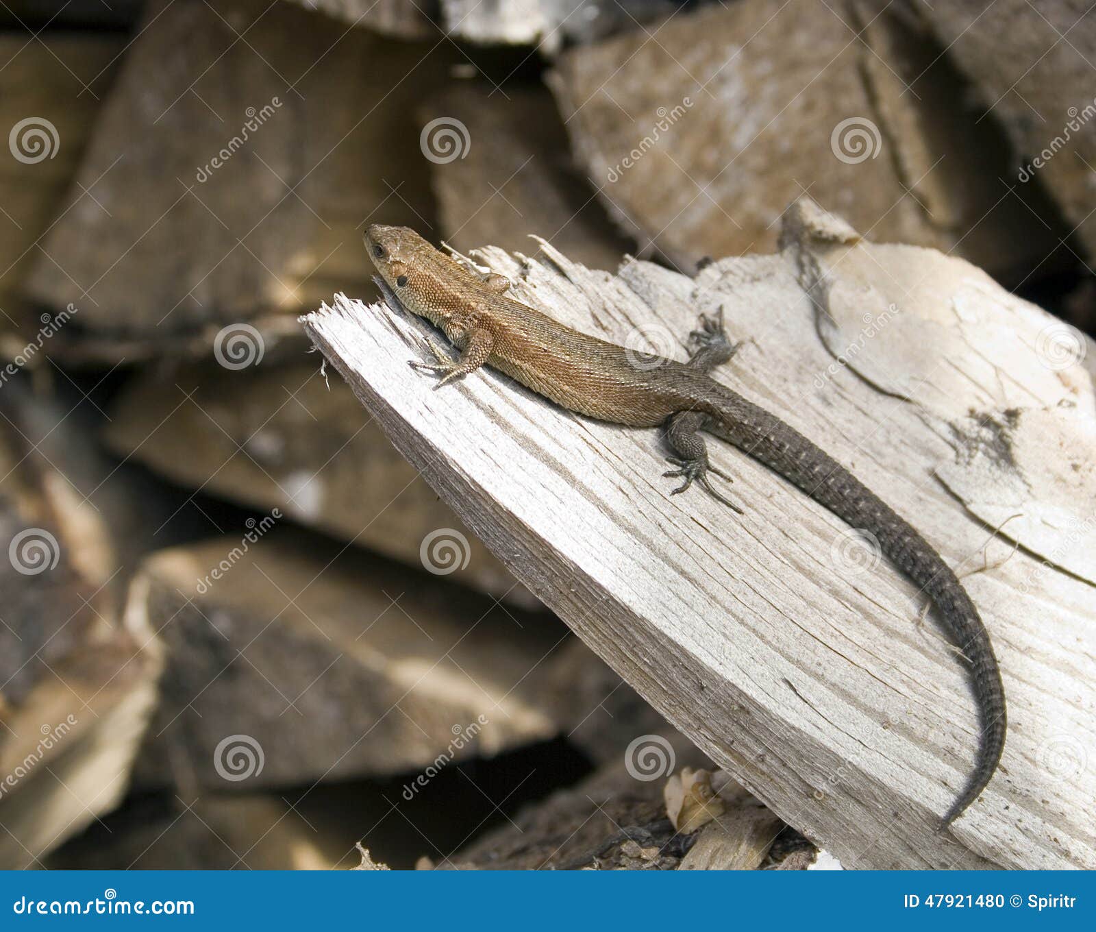 Lizard stock photo. Image of nature, tree, white, animals - 47921480