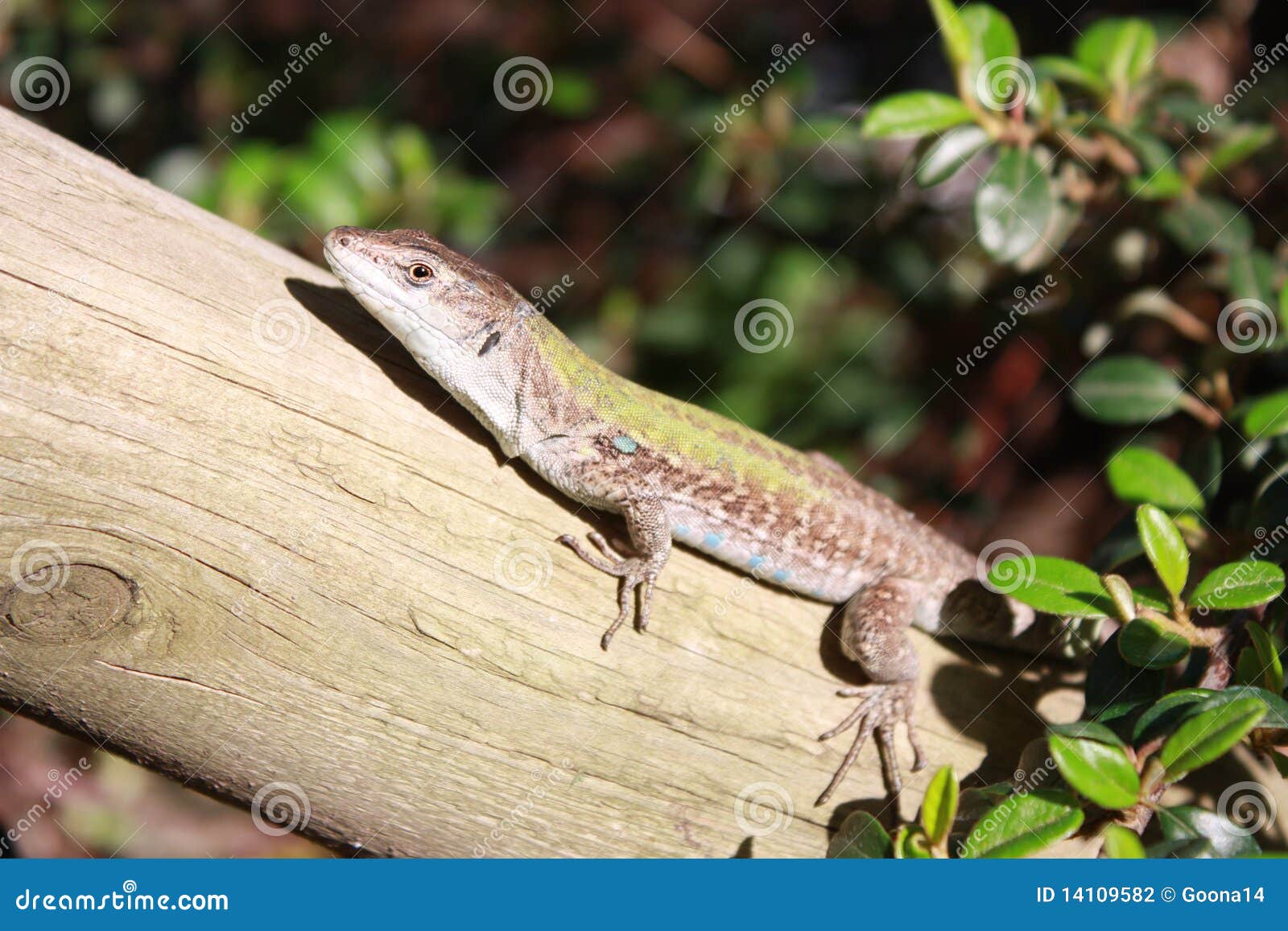 Lizard in the Sun stock photo. Image of lacertilia, reptiles - 14109582