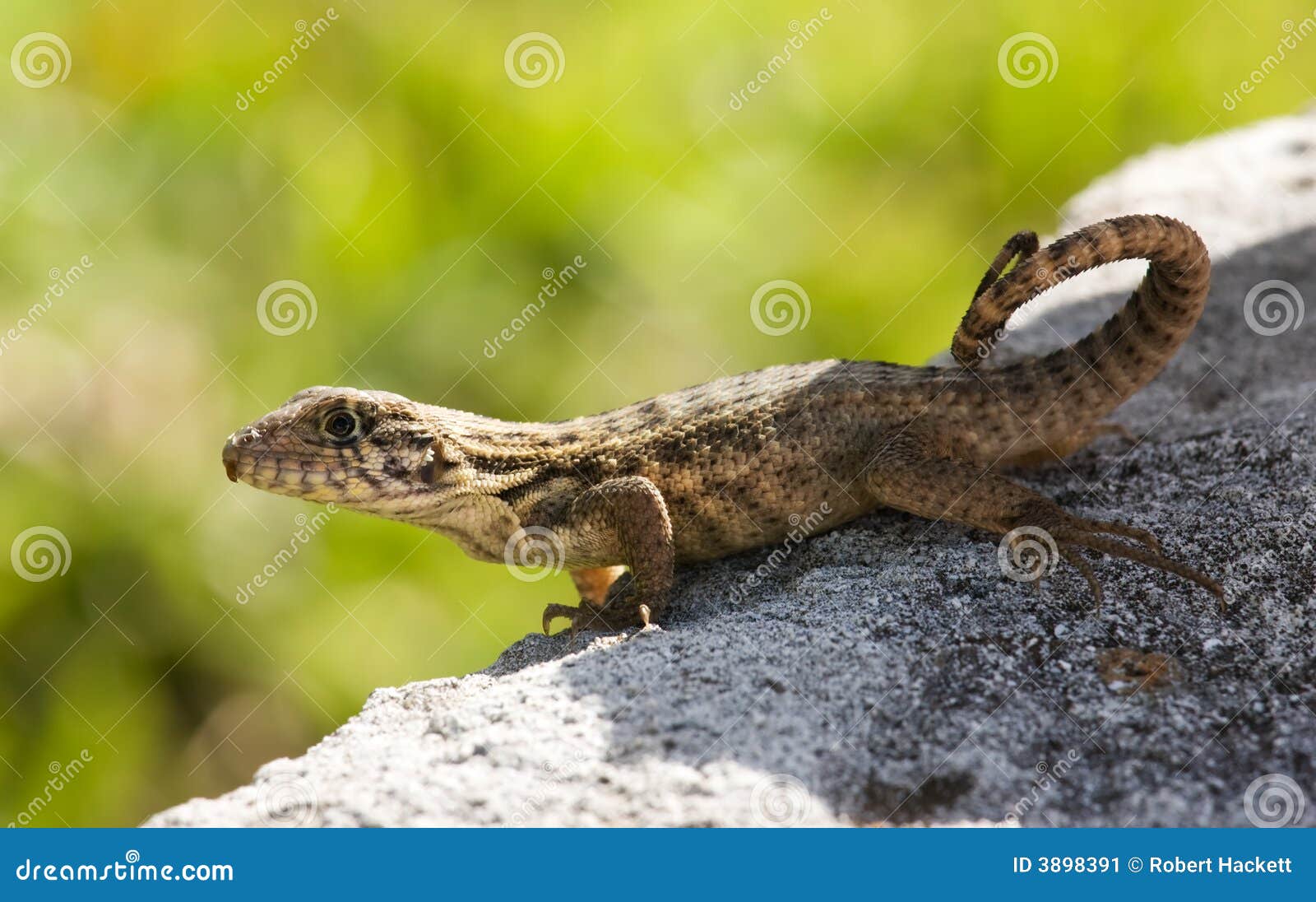 Lizard in sun stock image. Image of wild, tropical, reptile - 3898391