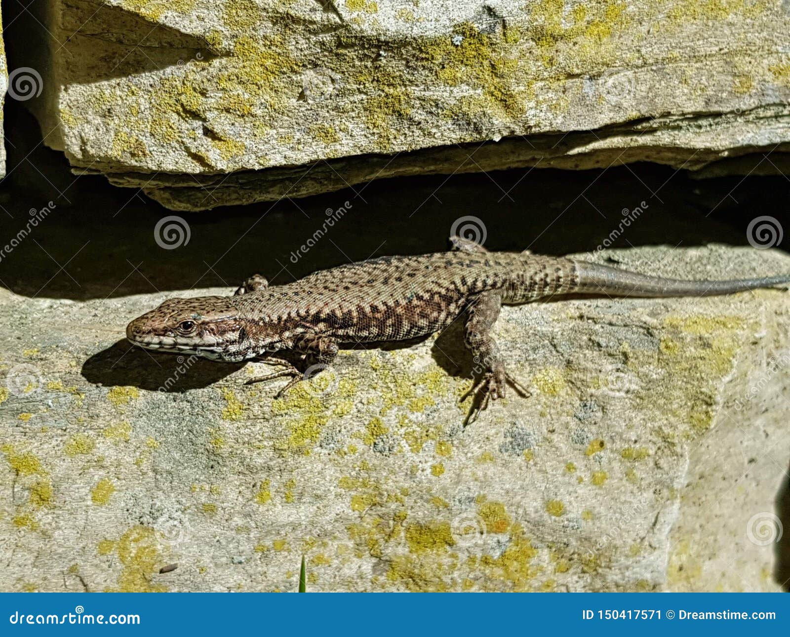 Lizard in the sun stock image. Image of bash, bashing - 150417571