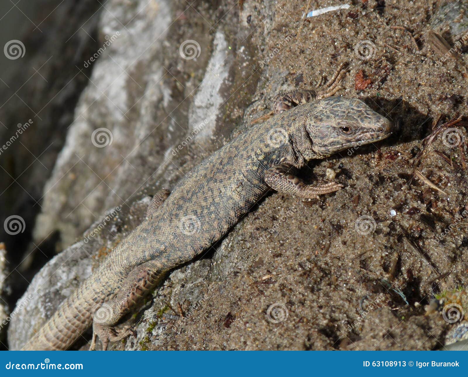 Lizard in the sun stock image. Image of hill, basking - 63108913