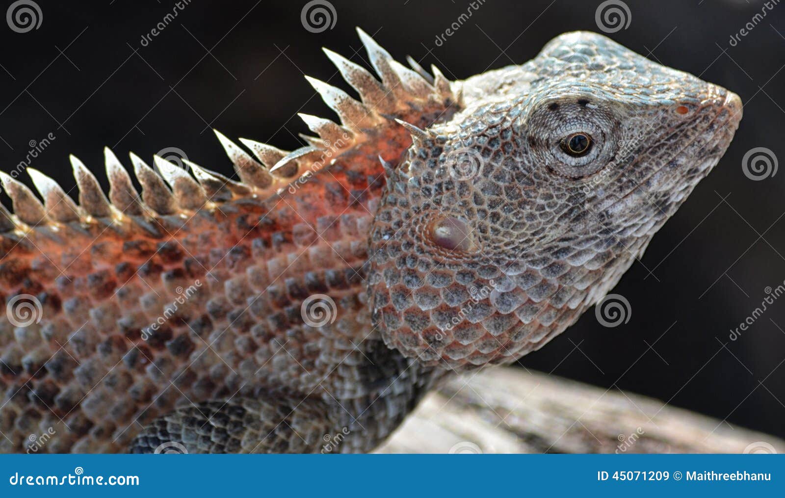 Lizard sun bathing stock image. Image of forest, calotes - 45071209