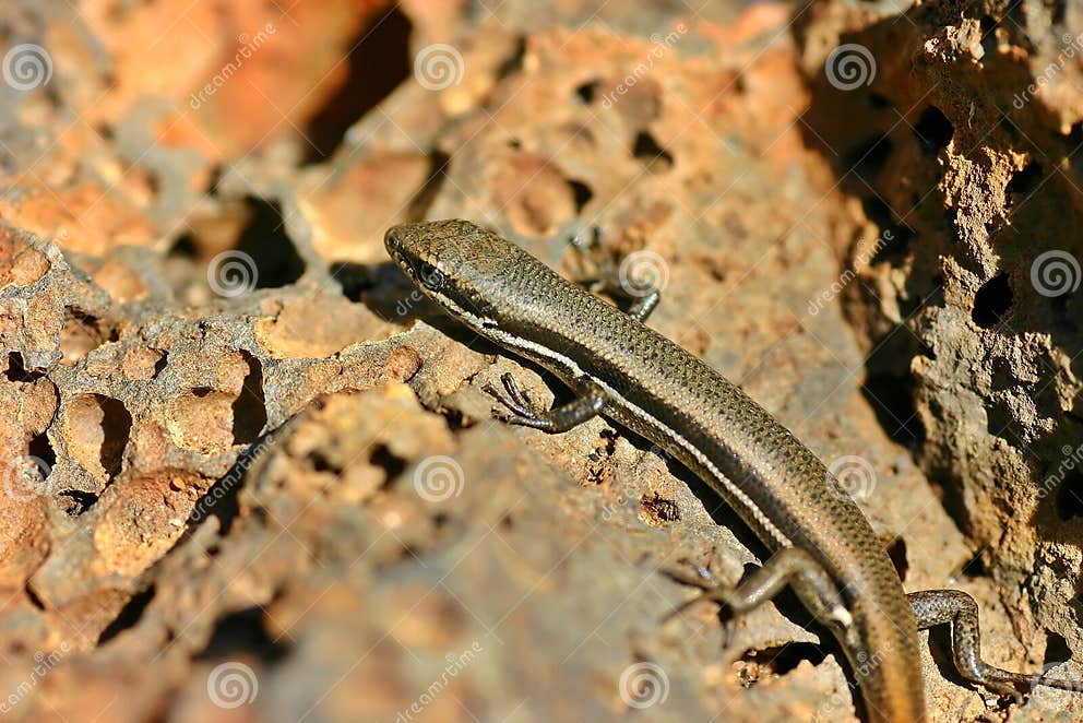 Lizard in the sun Closeup stock photo. Image of macro - 1010220