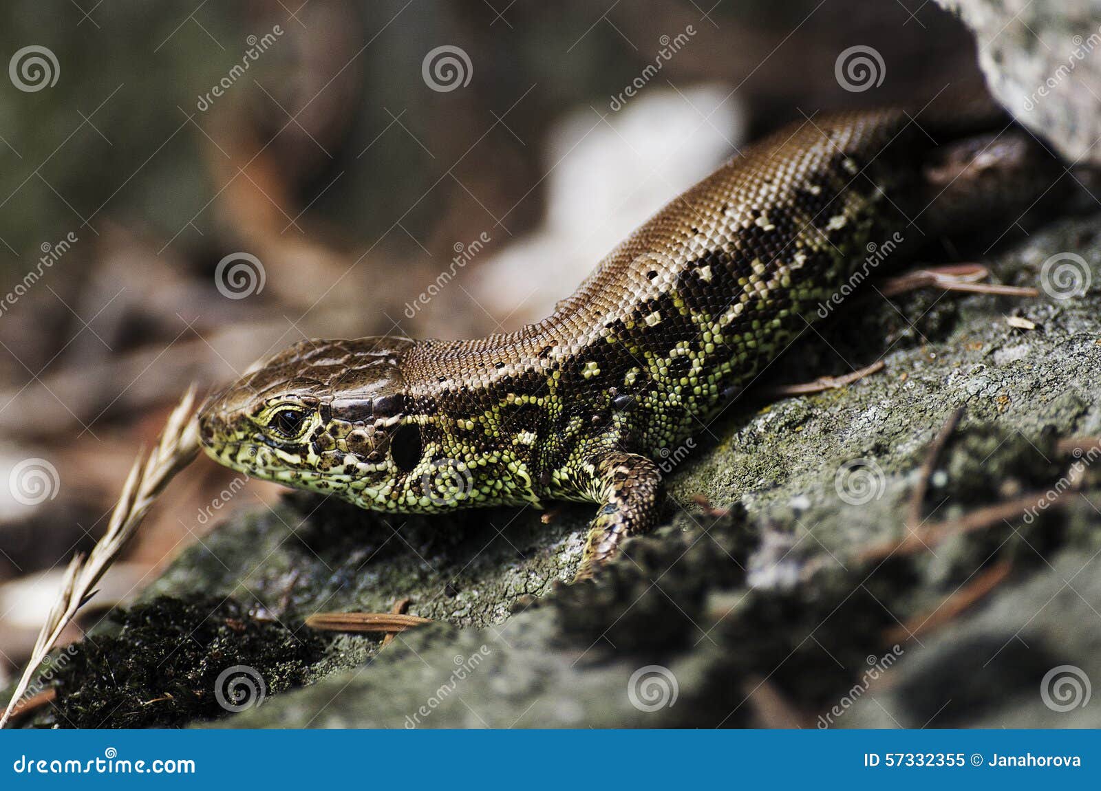 Lizard stock image. Image of lizard, stone, wild, reptile - 57332355