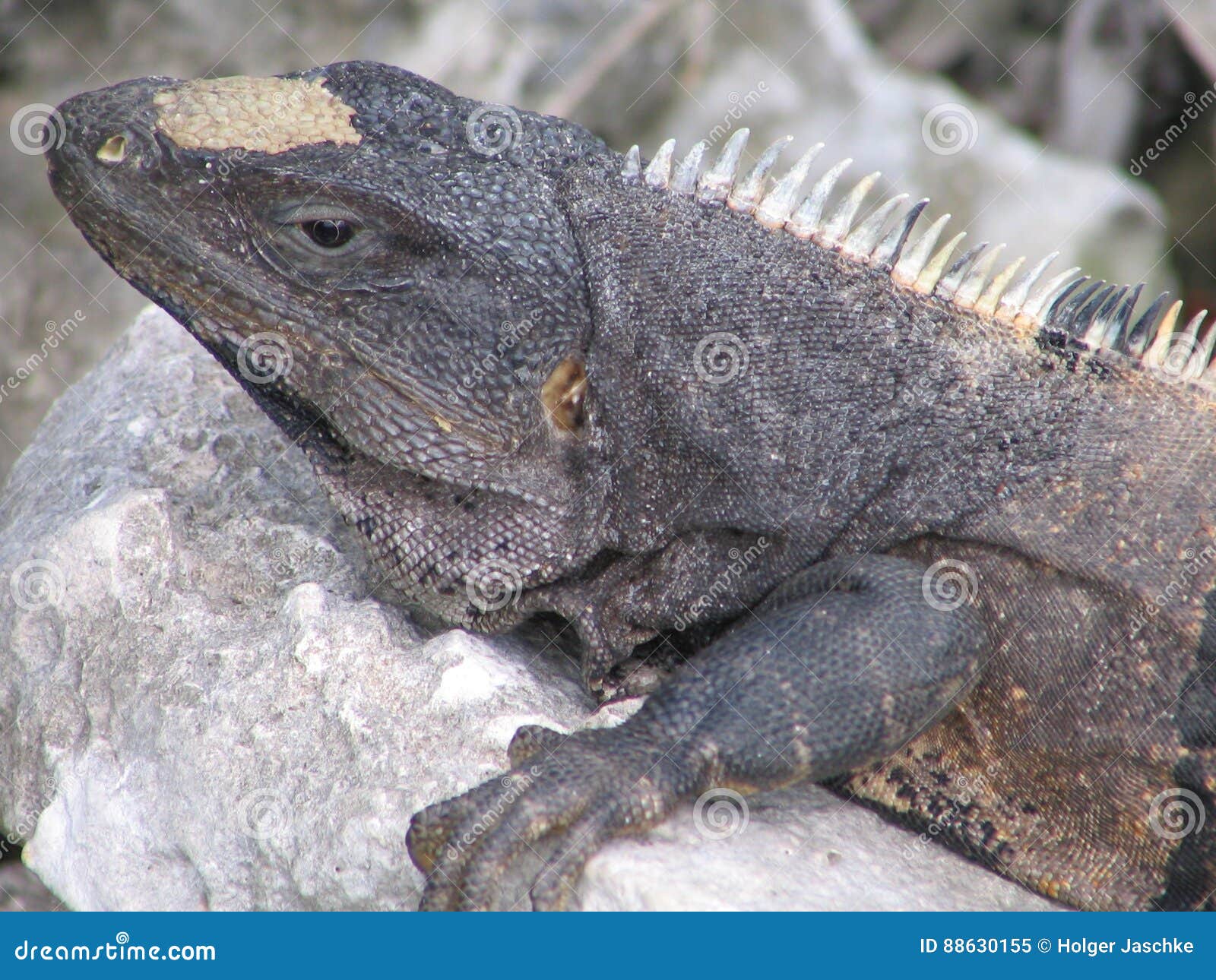 Lizard in the sun - 2 stock image. Image of mountain - 88630155