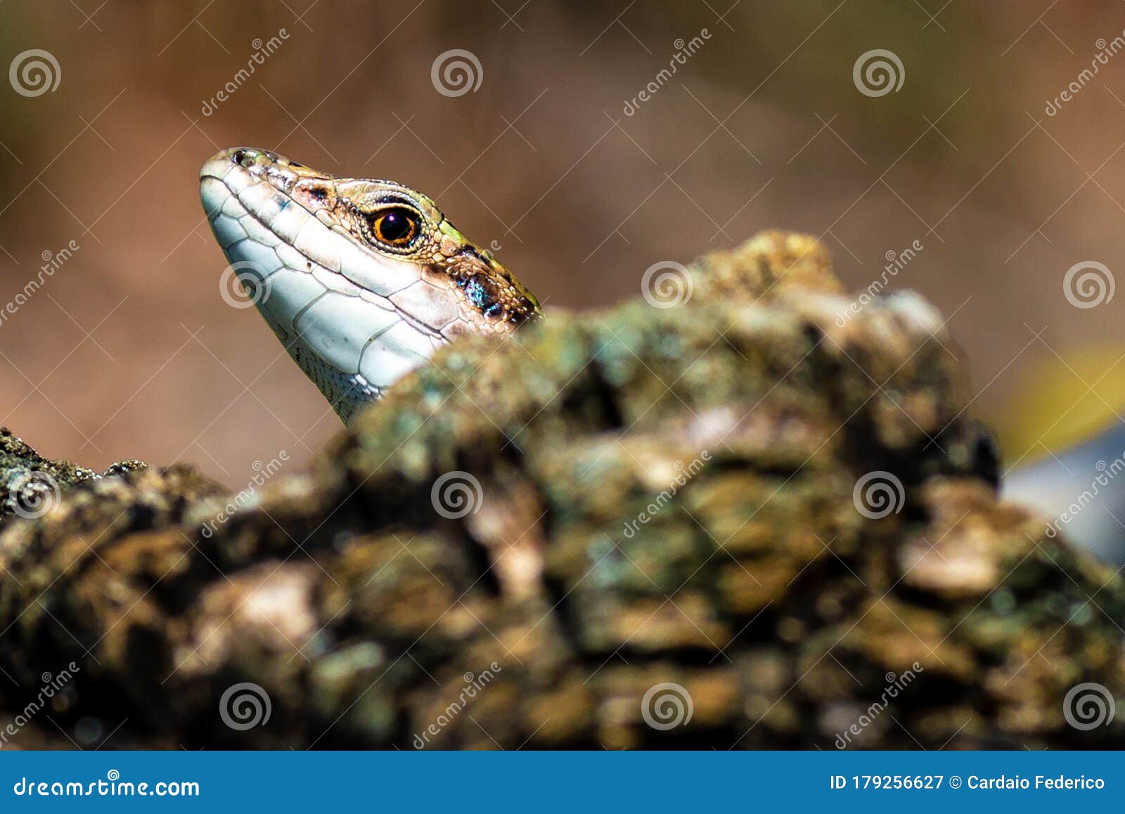 Lizard in the sun stock image. Image of grass, natural - 179256627