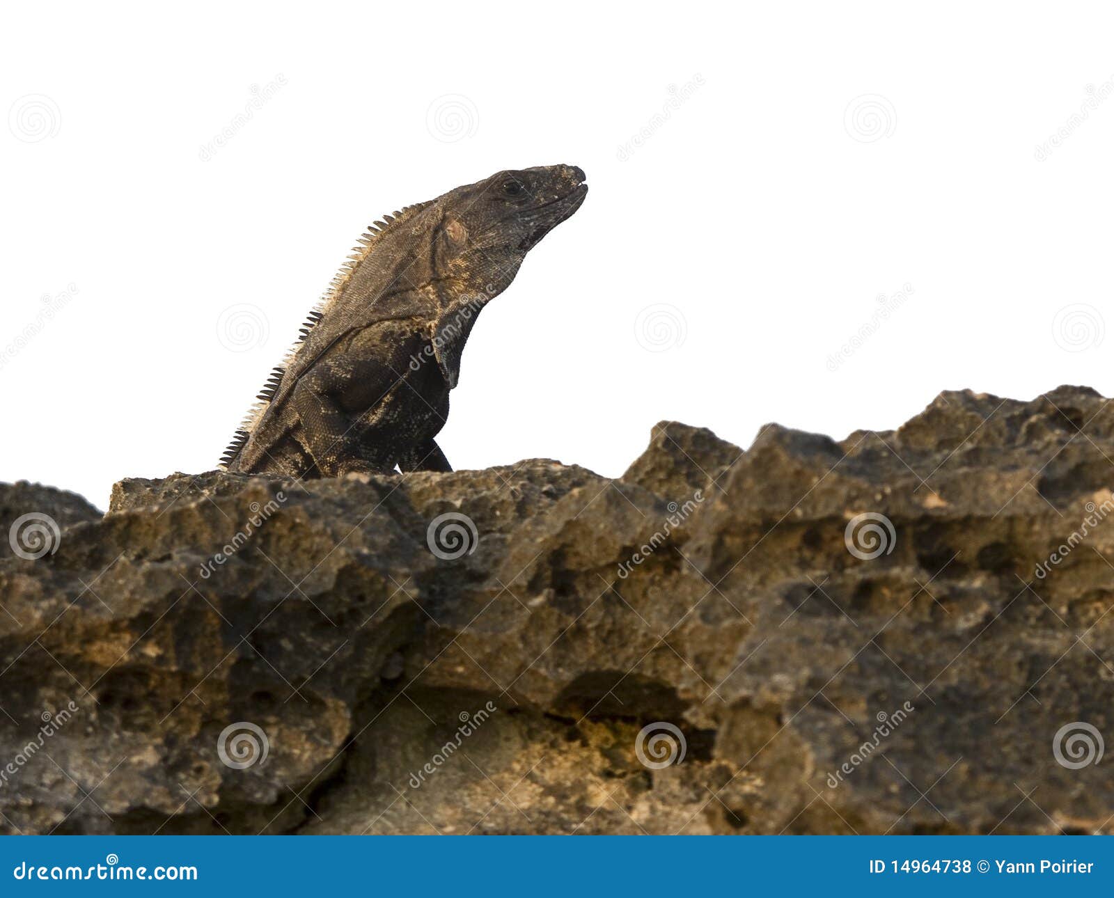 Lizard sunbathing stock photo. Image of lizard, stone - 14964738