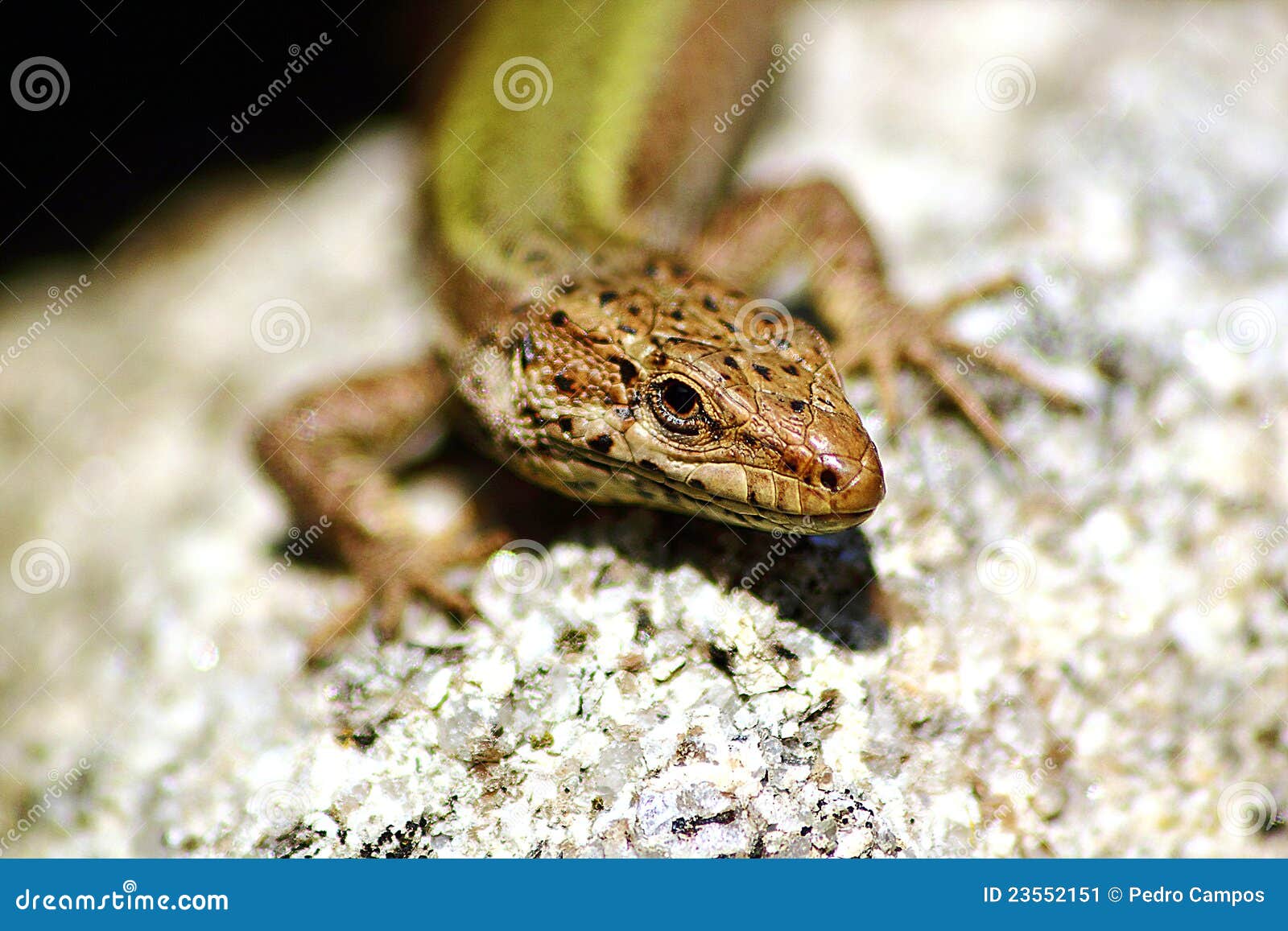 Lizard sunbathing stock image. Image of skin, reptile - 23552151