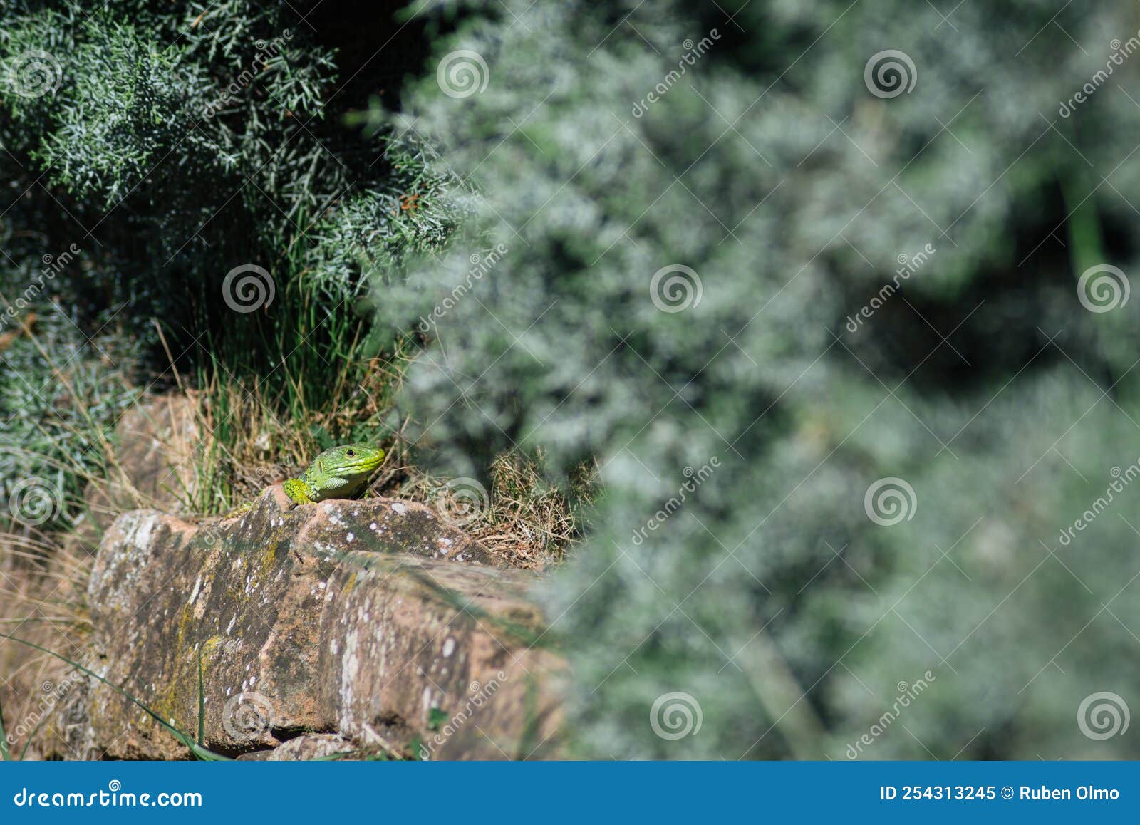 Lizard Sunbathing in the Bushes Stock Image - Image of details ...