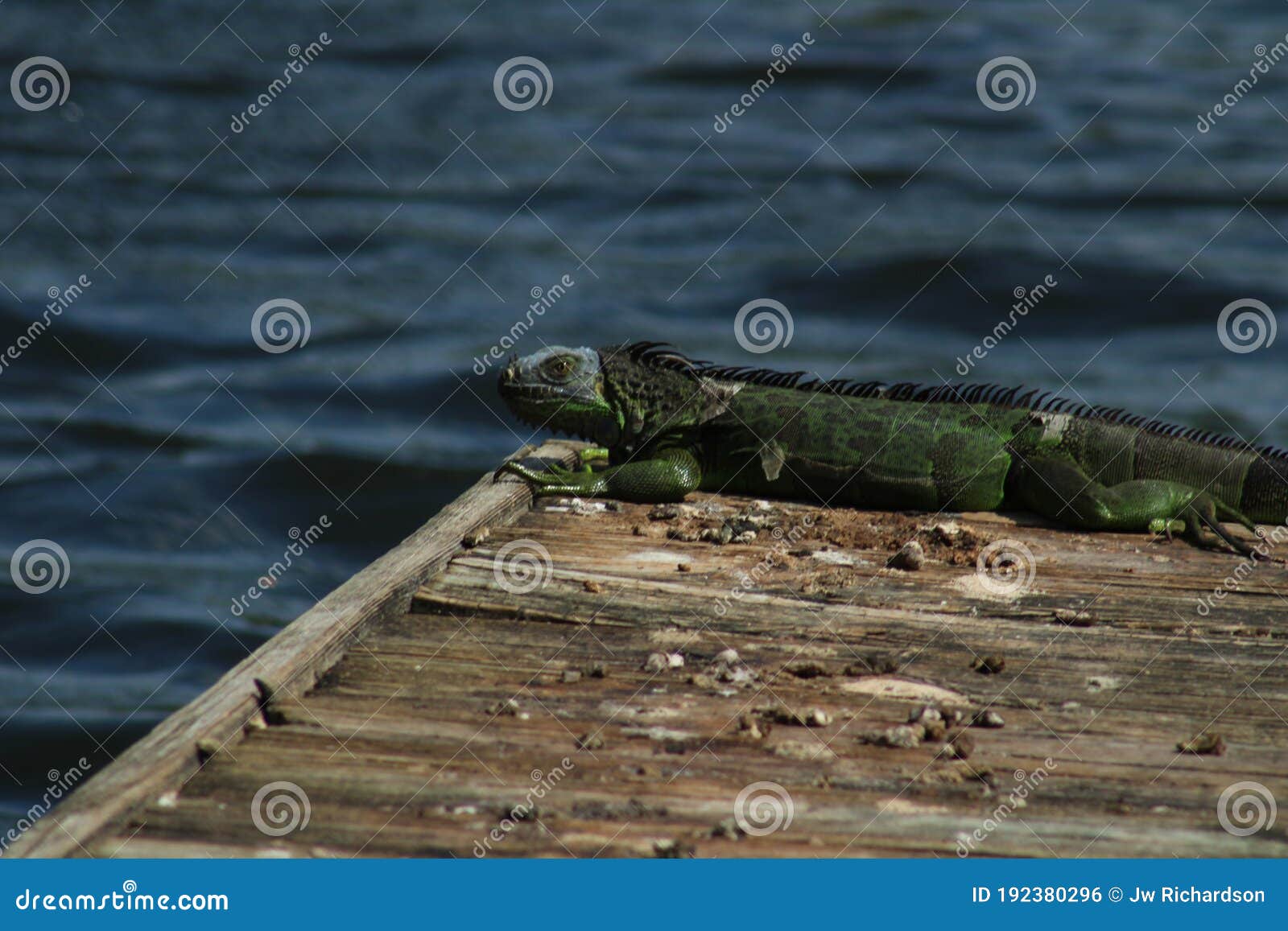 Lizard on Dock stock photo. Image of lizard, water, green - 192380296