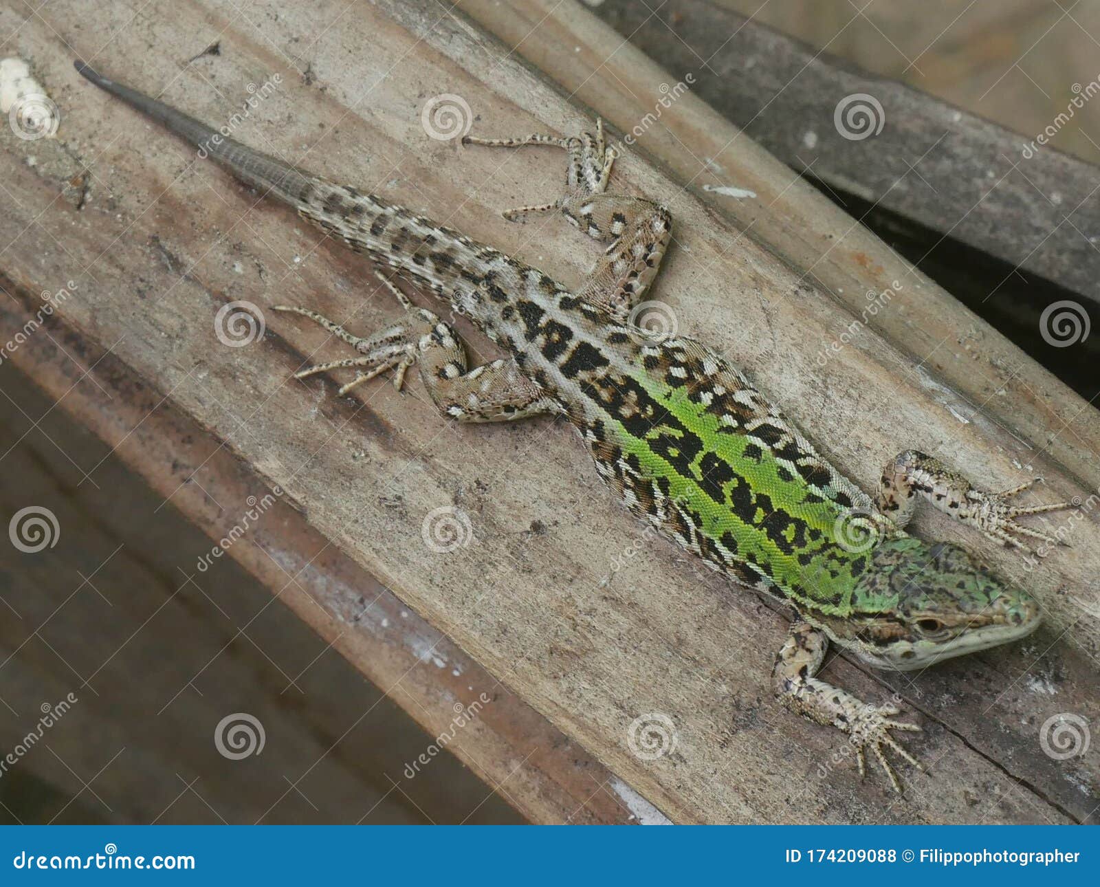 Lizard sunbathing stock photo. Image of animal, podarcis - 174209088