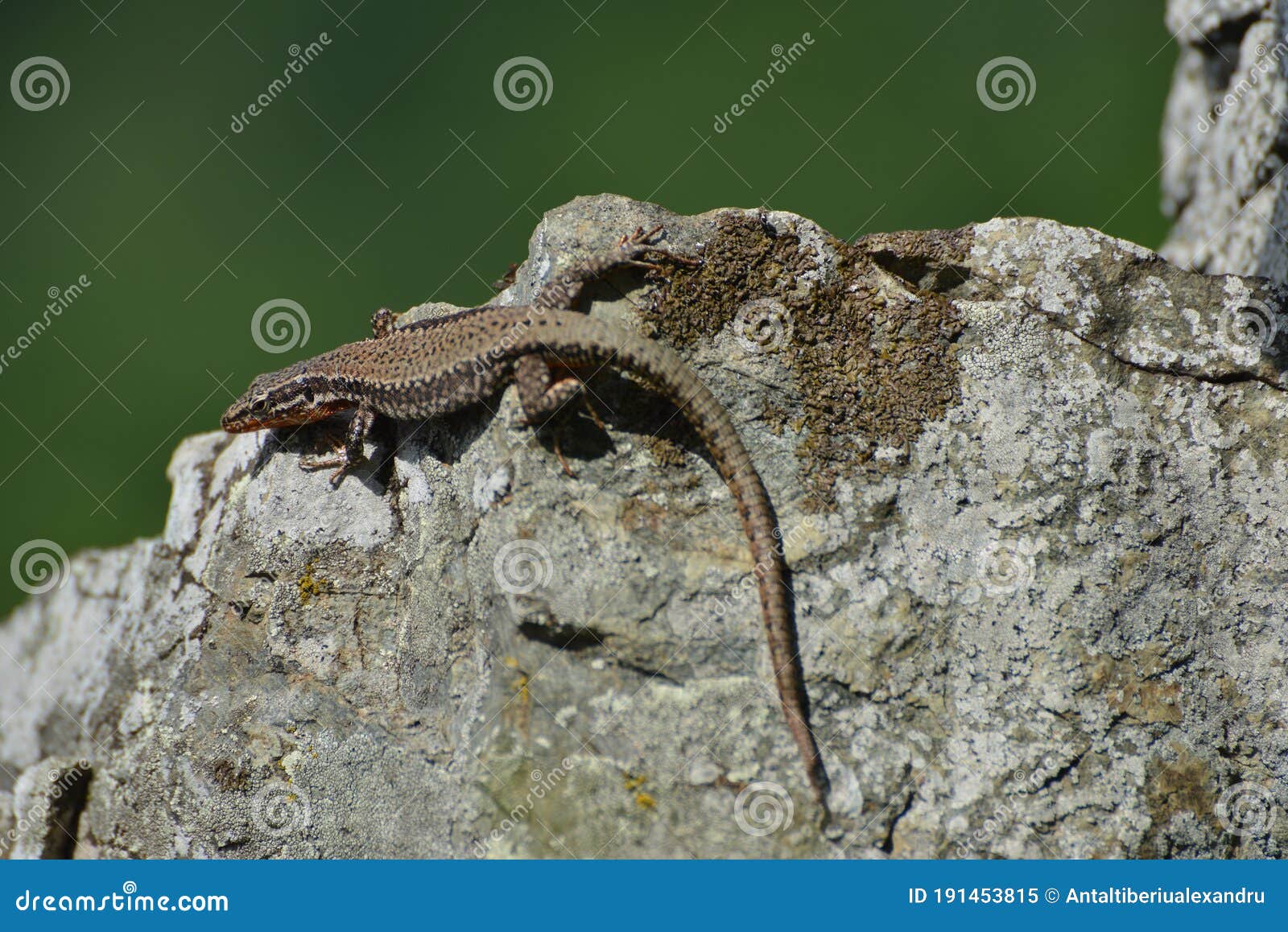 Lizard sunbathing. stock image. Image of sunbathing - 191453815