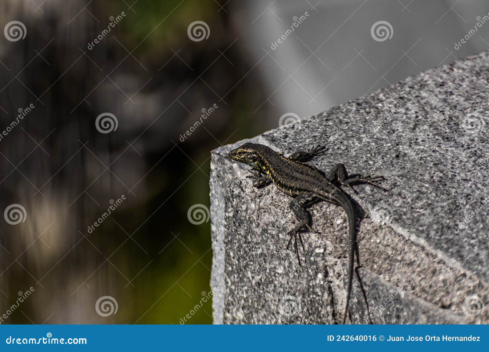 Lizard Sunbathing and Observing the Landscape Stock Photo - Image of ...
