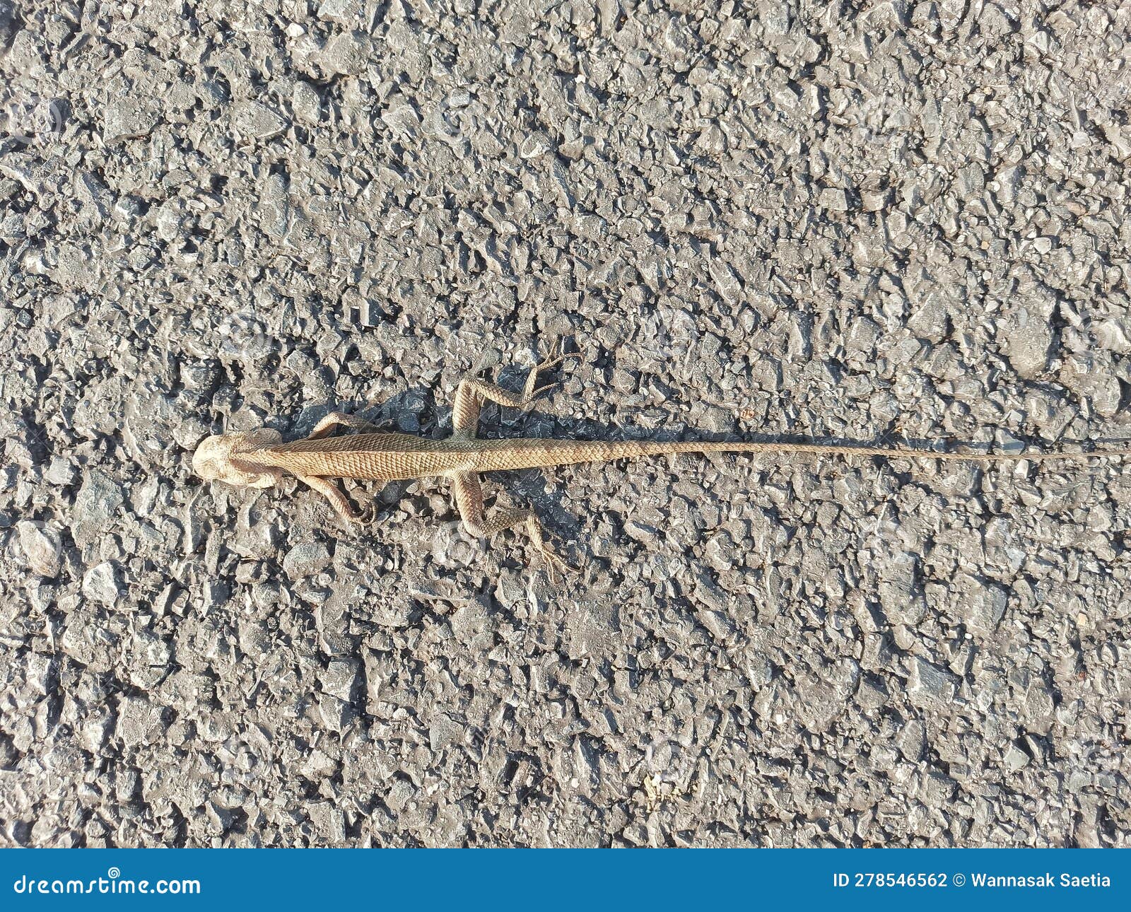 Lizard Sunbathingon the Road Stock Photo - Image of wild, stone: 278546562