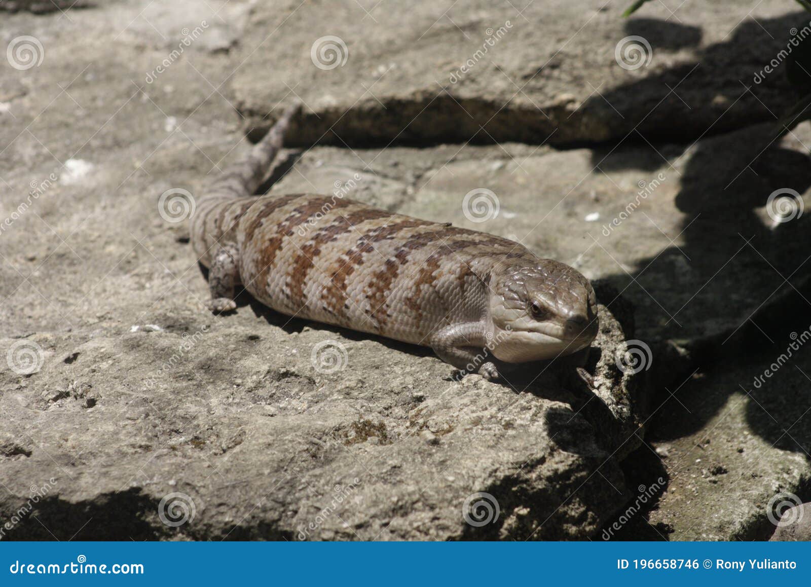 A Lizard Sunbathing on a Rock Stock Photo - Image of sunbathing, tail ...