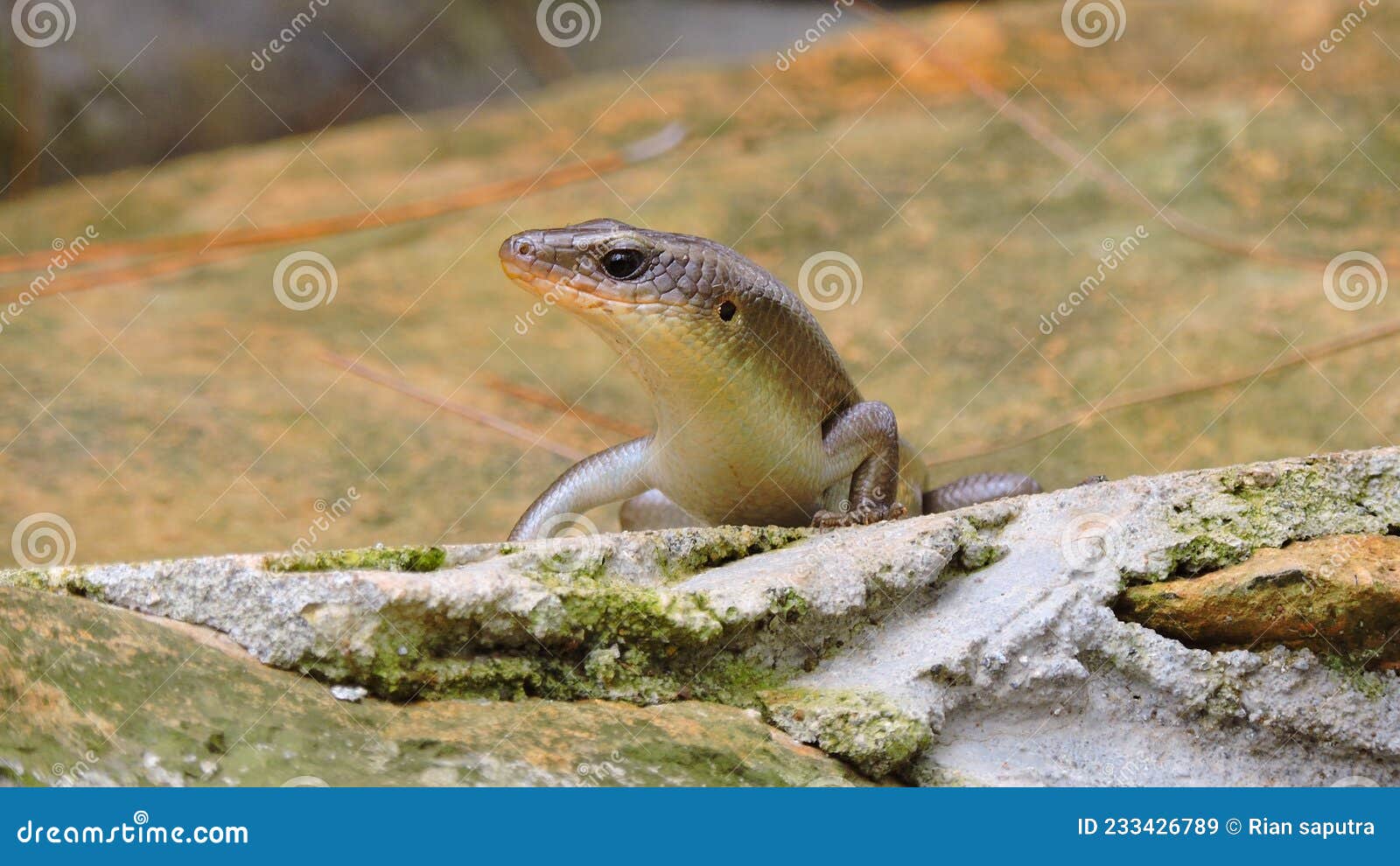 A Lizard Sunbathing on a Rock Stock Image - Image of animal, lizard ...