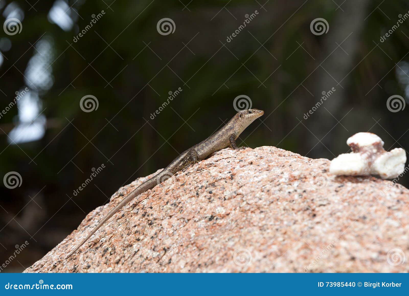 Lizard Sunbathing at a Rock Stock Photo - Image of waves, animal: 73985440