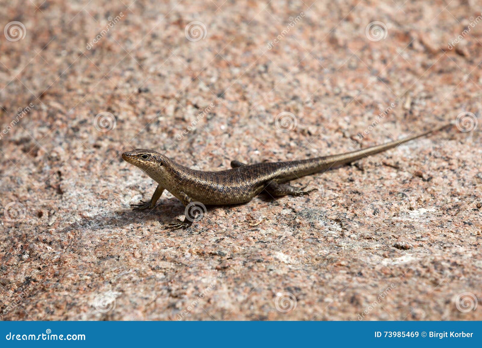 Lizard Sunbathing at a Rock Stock Image - Image of reptile, island ...