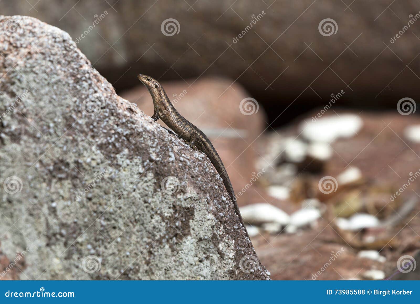 Lizard Sunbathing at a Rock Stock Photo - Image of reptile, shine: 73985588