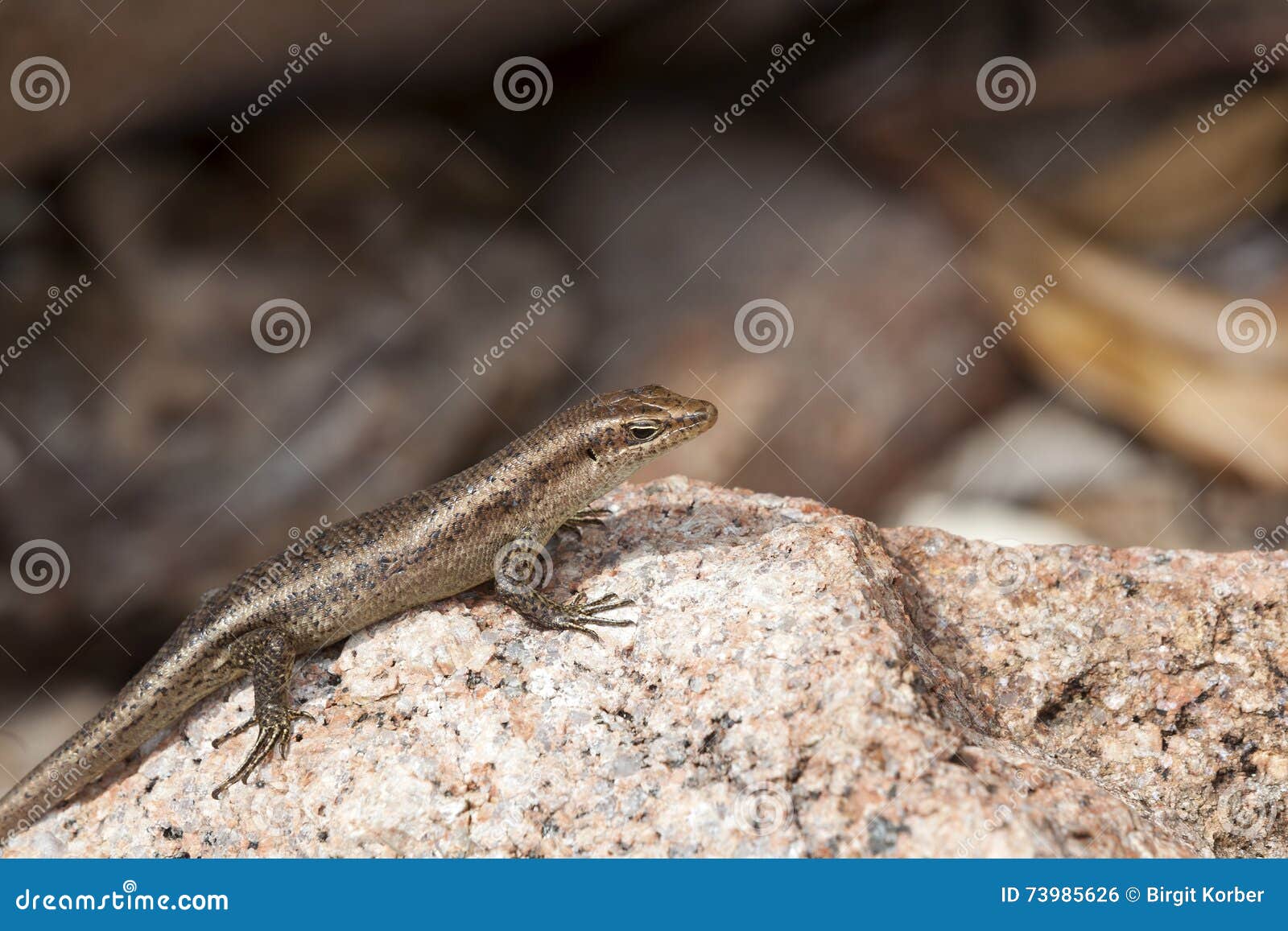 Lizard Sunbathing at a Rock Stock Photo - Image of granite, holiday ...
