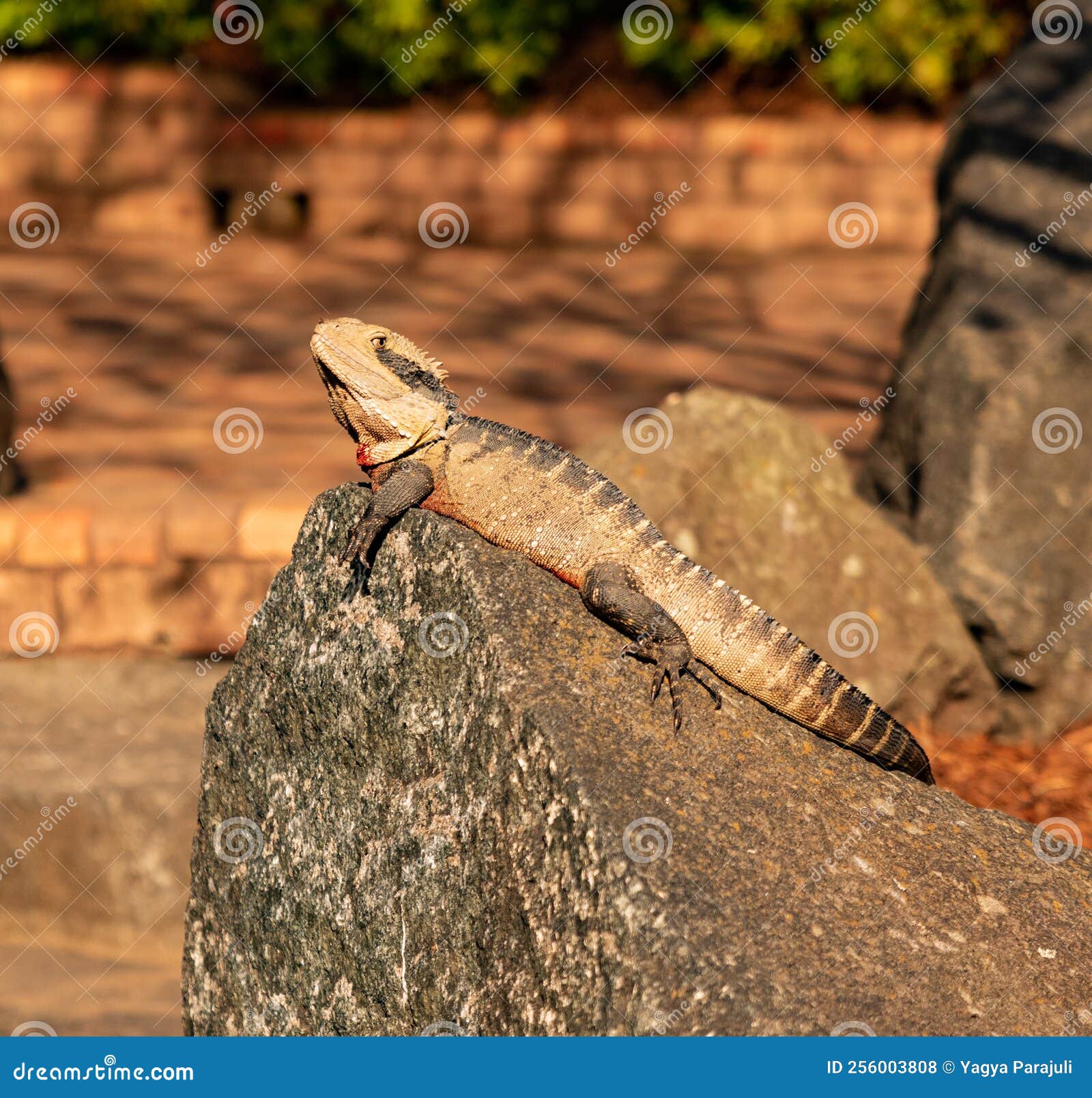 A Lizard Sunbathing on Rocks Stock Photo - Image of protection, organic ...