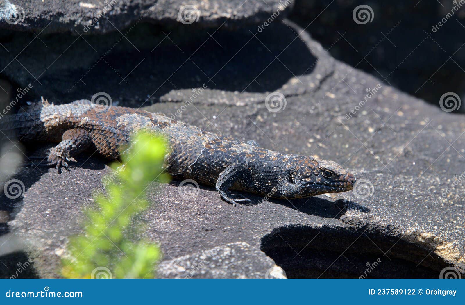 Lizard Sunbathing on the Rocks Stock Photo - Image of park, moor: 237589122