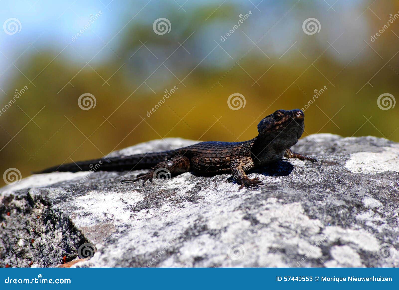 Lizard stock image. Image of africa, nature, sunbathing - 57440553