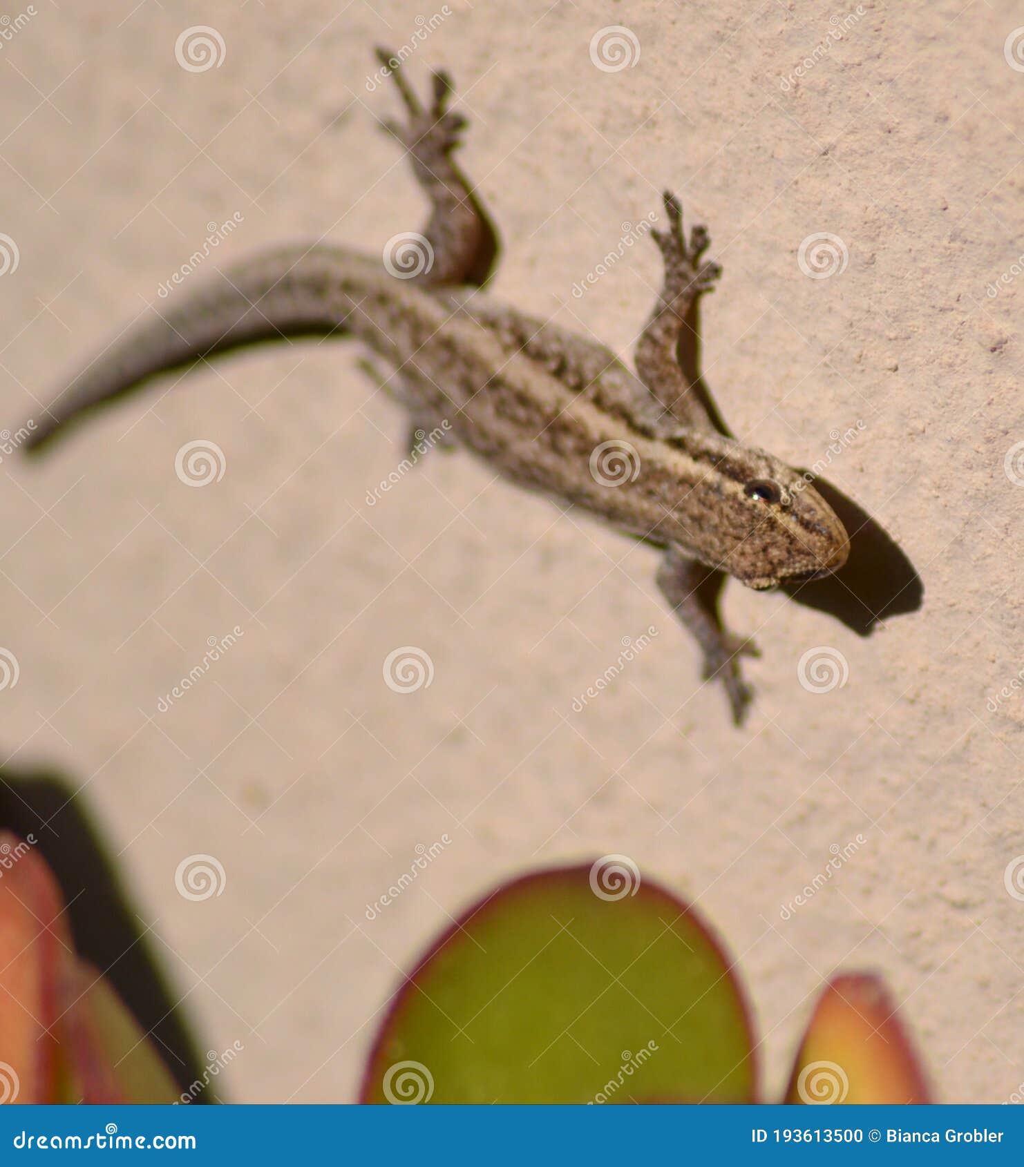 Lizard sunbathing on wall stock photo. Image of wildlife - 193613500
