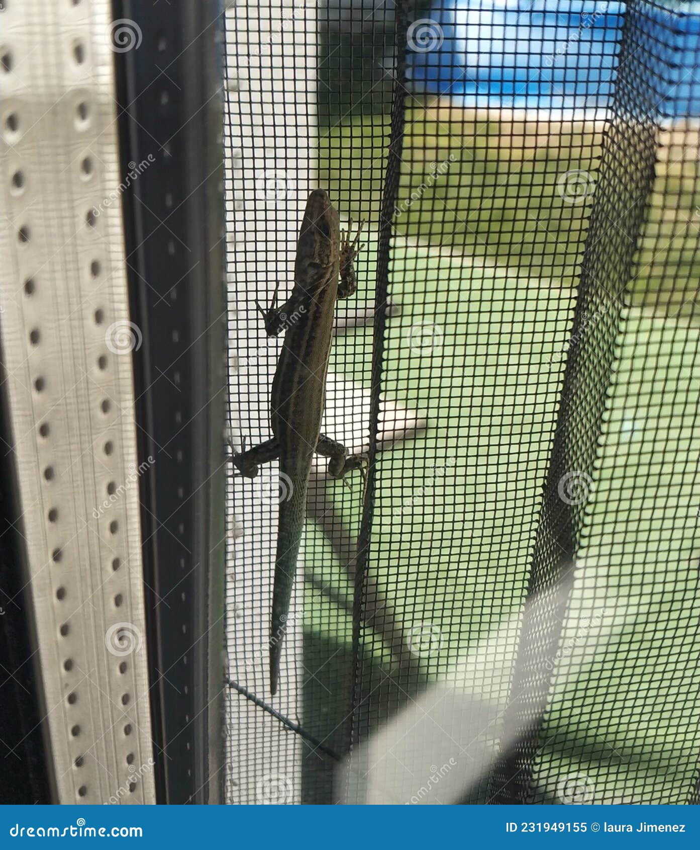 Lizard Sunbathing on the Windows Stock Image - Image of lizard ...