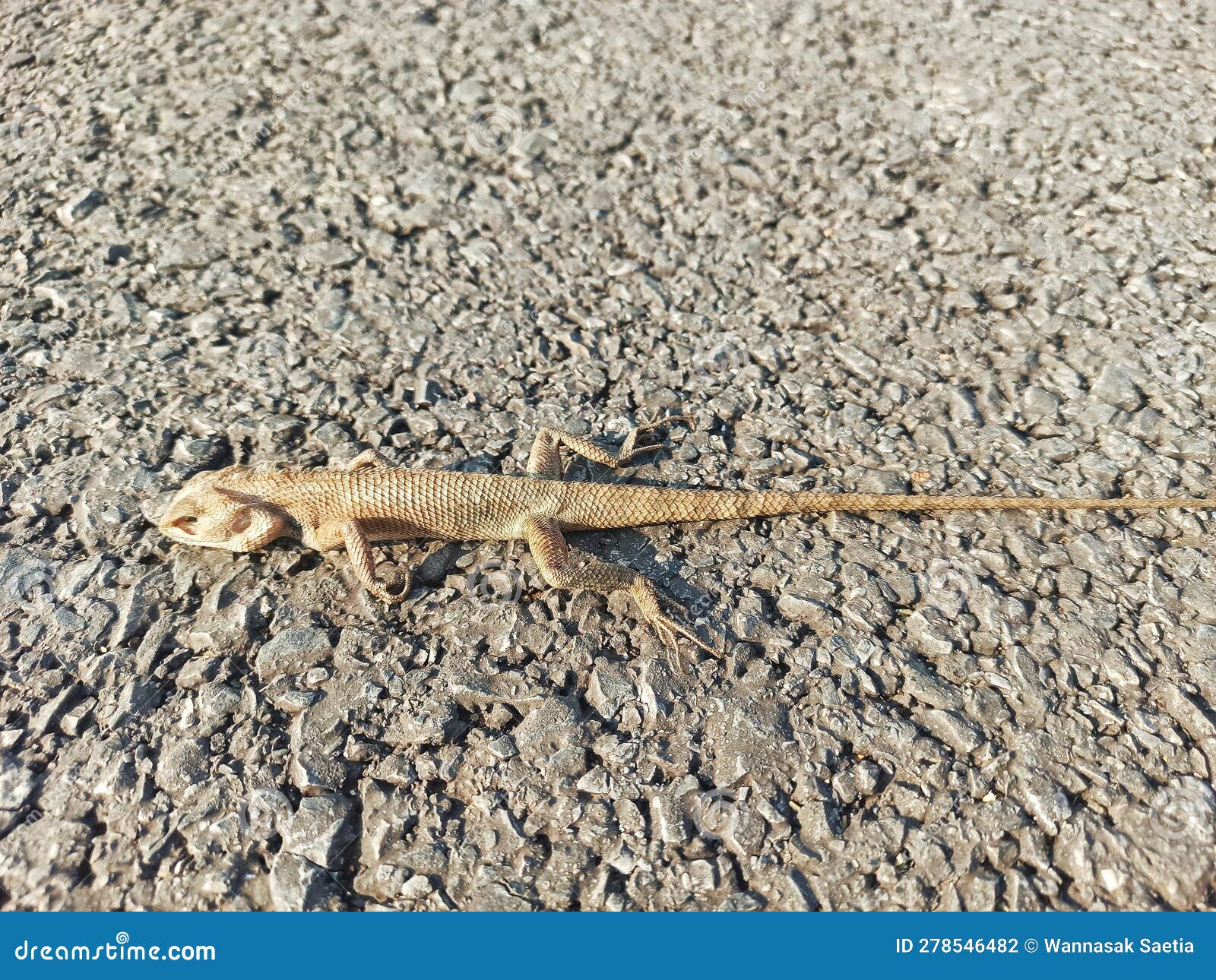 Lizard Sunbathingon the Road Stock Photo - Image of texture, nature ...
