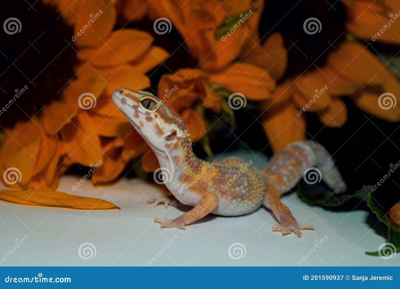 Lizard Sunflowers Stock Photos - Free & Royalty-Free Stock Photos from ...