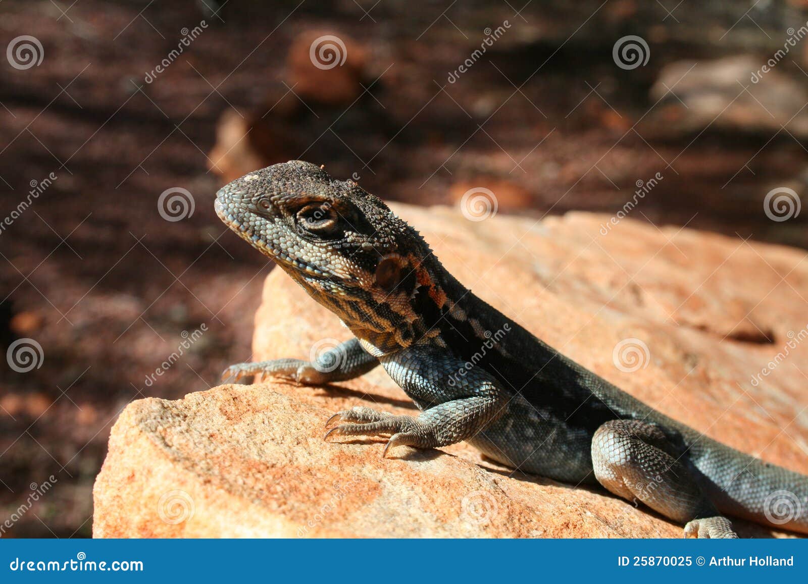 Lizard Sunning stock image. Image of claw, orange, nature - 25870025