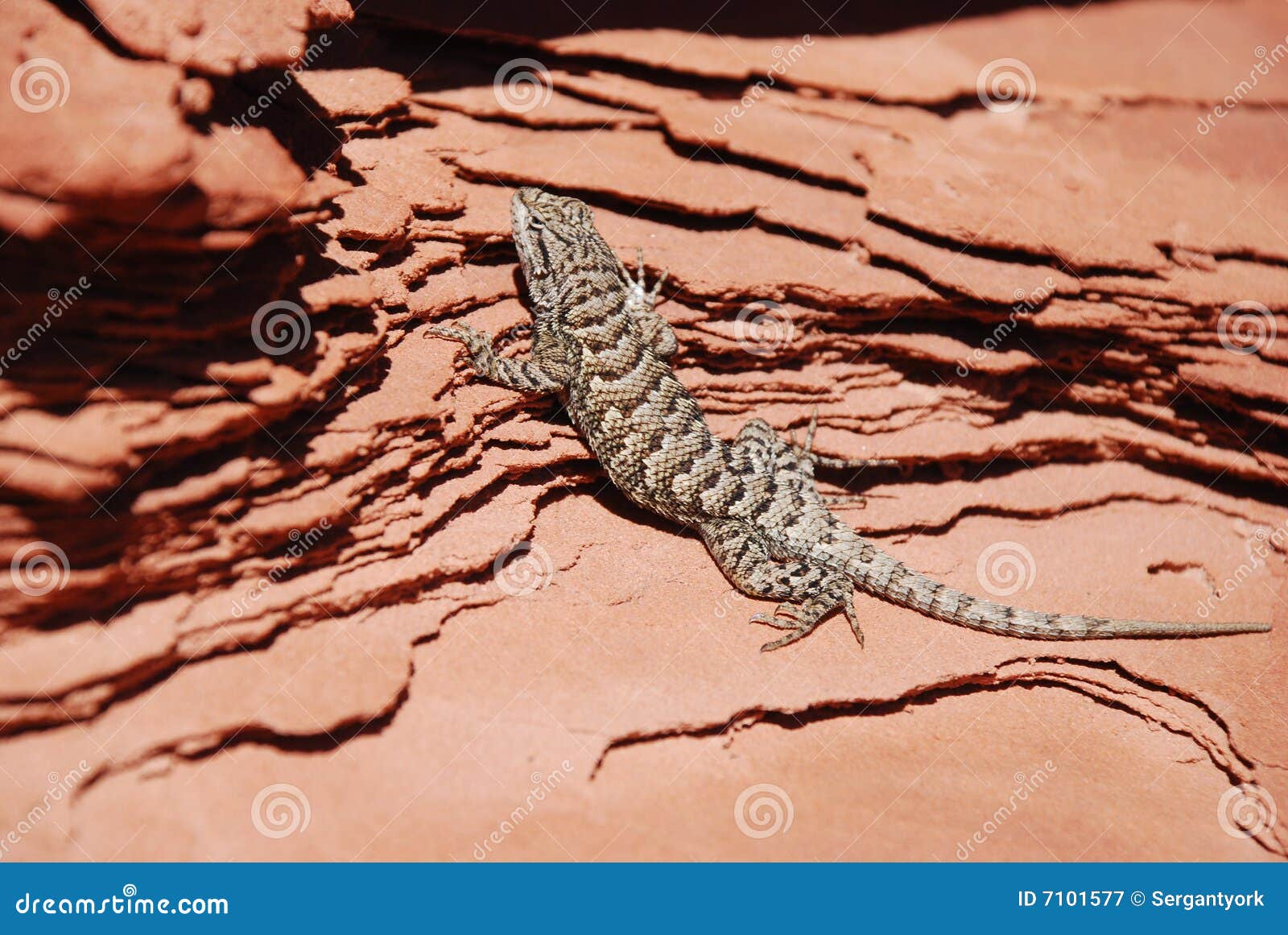 Lizard sunning stock image. Image of sandstone, desert - 7101577