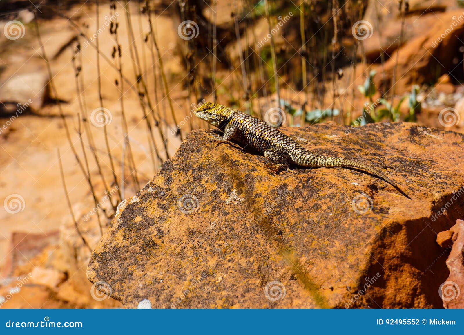 Lizard sunning on rock stock photo. Image of nature, northwestern ...