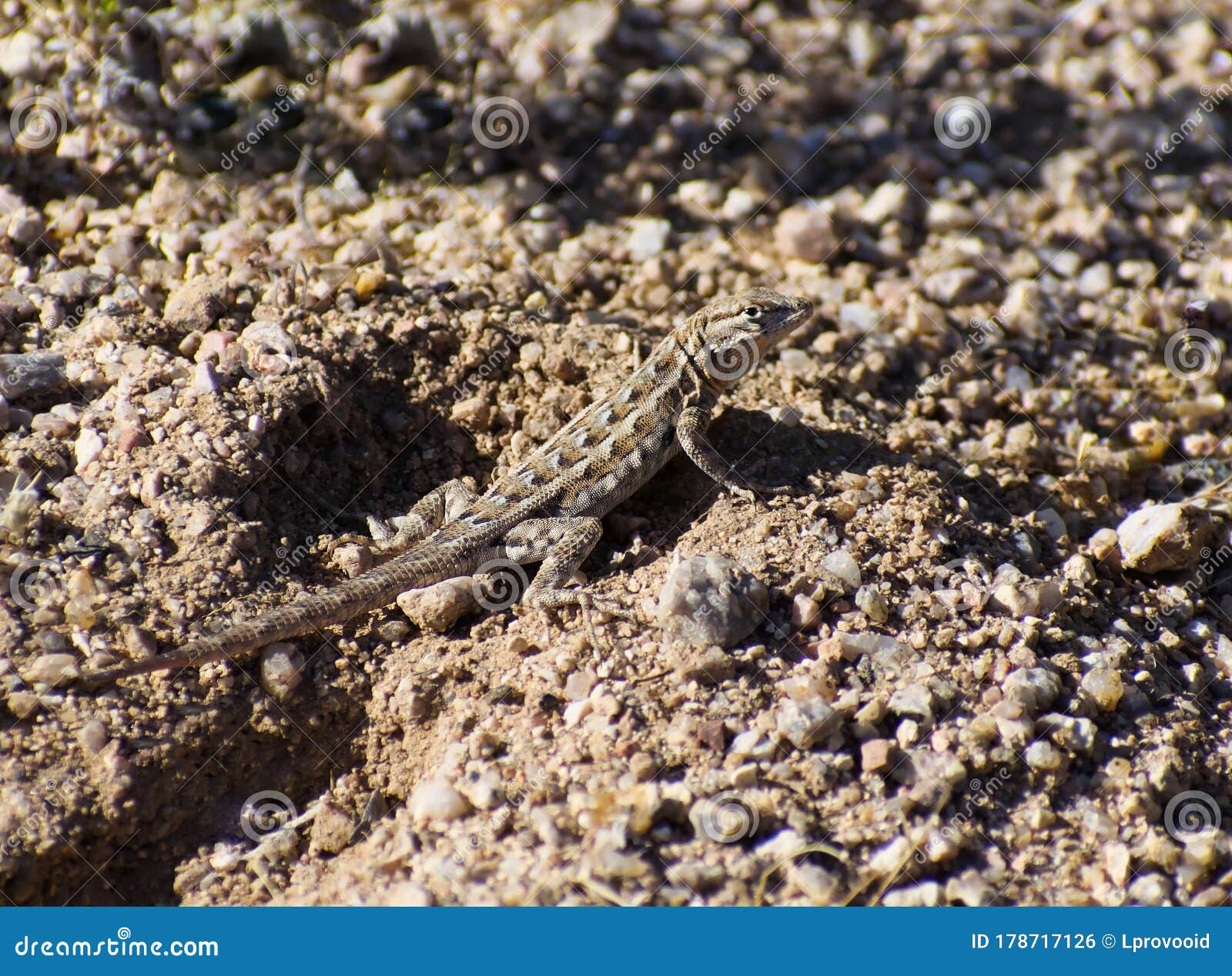 Lizard Sunning in the Springtime Stock Photo - Image of brush, reptile ...