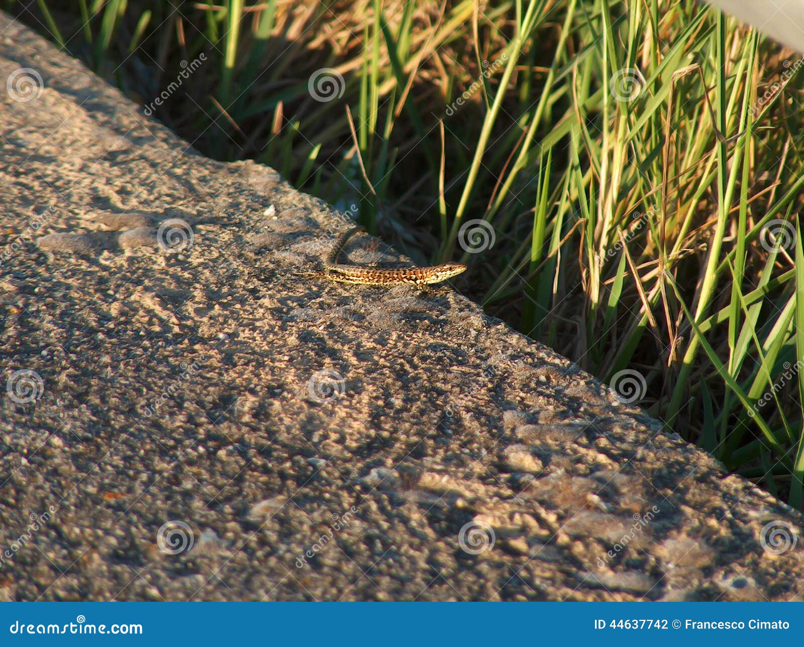 Lizard at sunset stock photo. Image of wild, gecko, lizard - 44637742
