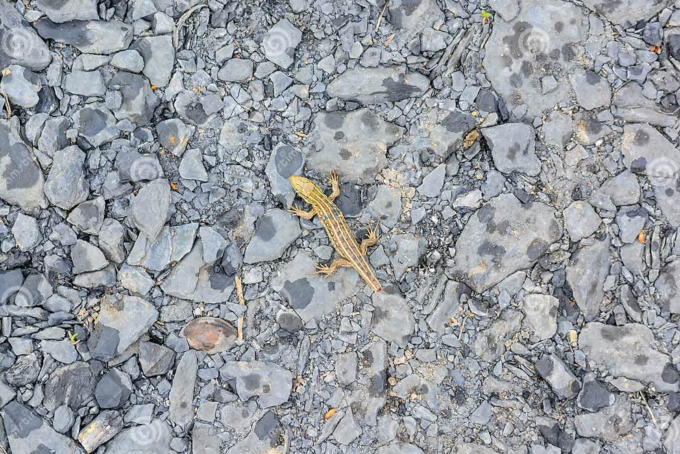 Lizard without tail stock image. Image of black, antilles - 100329971