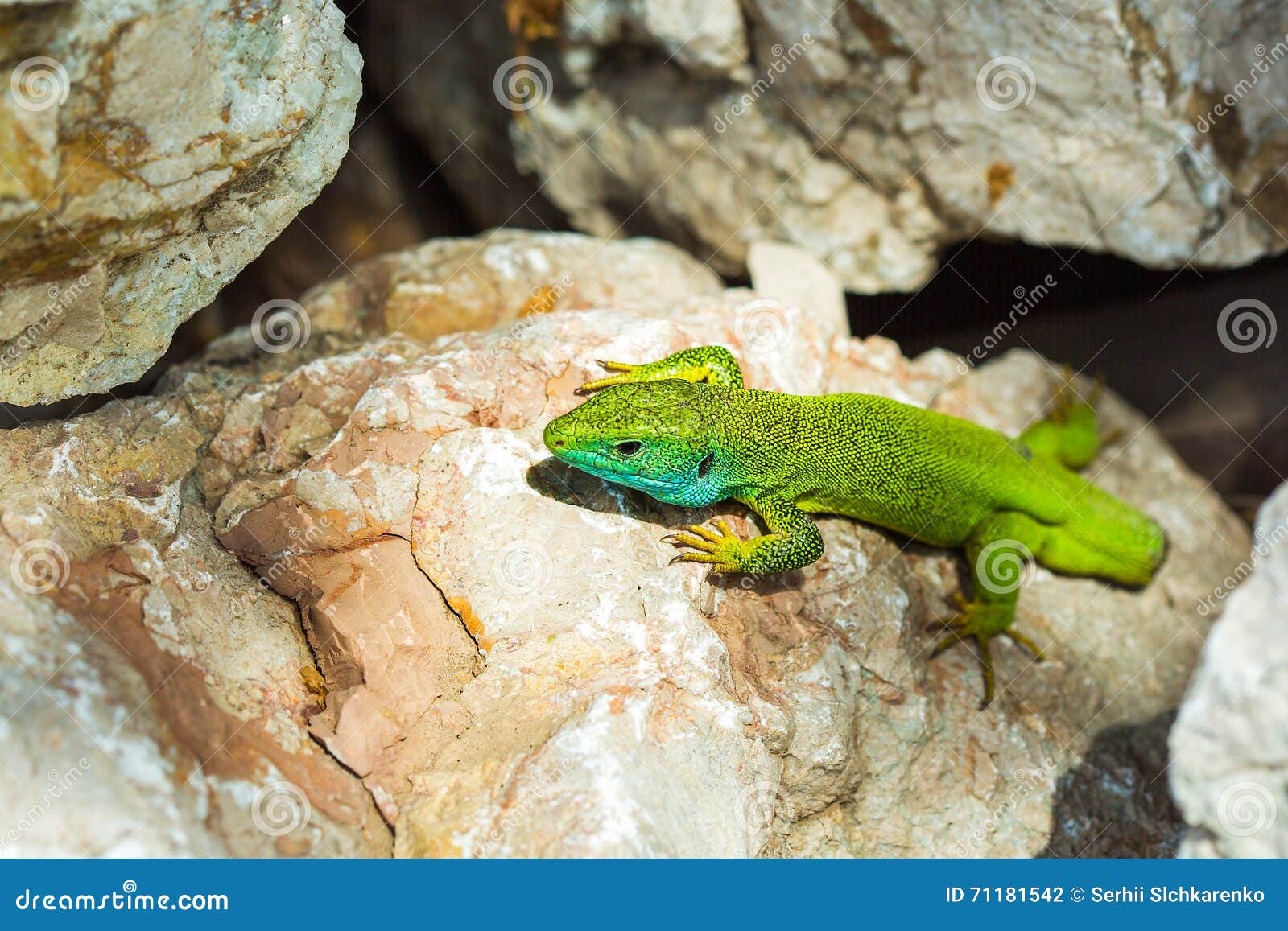 Lizard without a Tail (Lacerta Viridis) Stock Photo - Image of creature ...