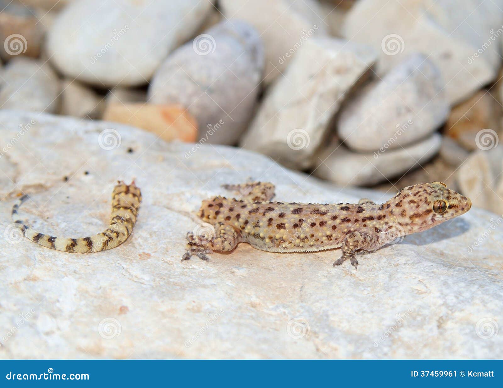 Regeneration Of The Lizard's Tail. An Ordinary Quick Green Lizard ...