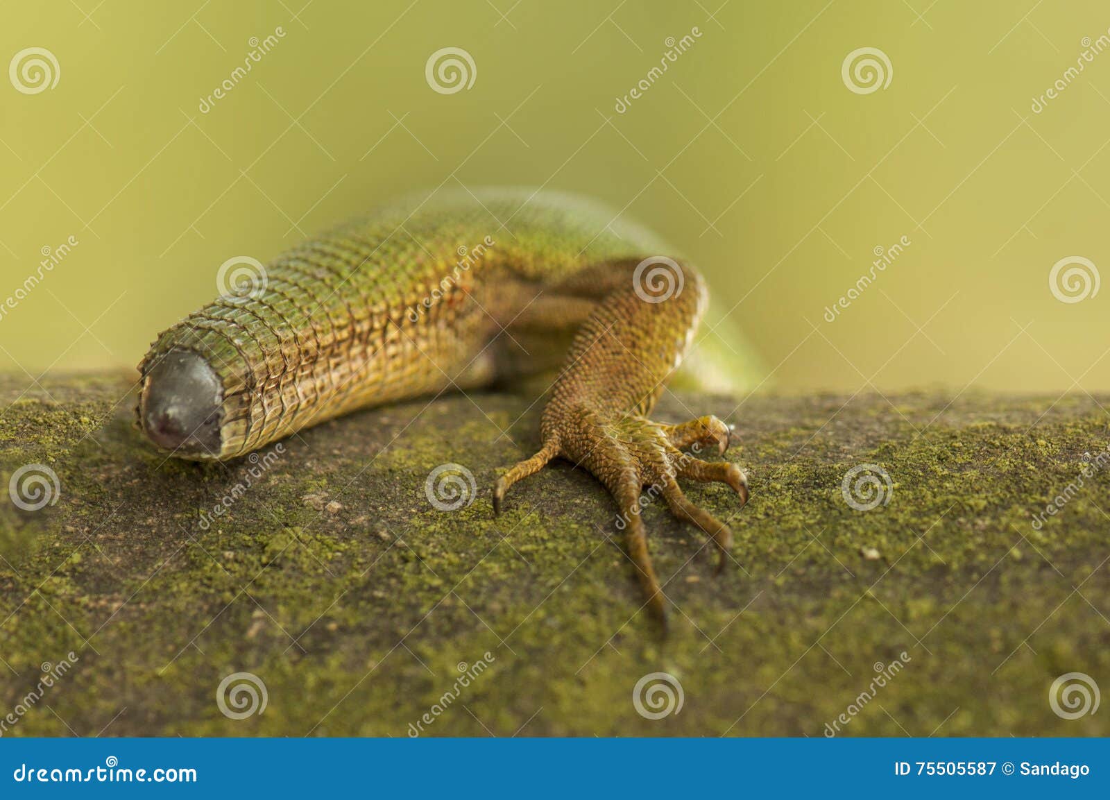 Lizard without tail stock image. Image of animal, color - 75505587