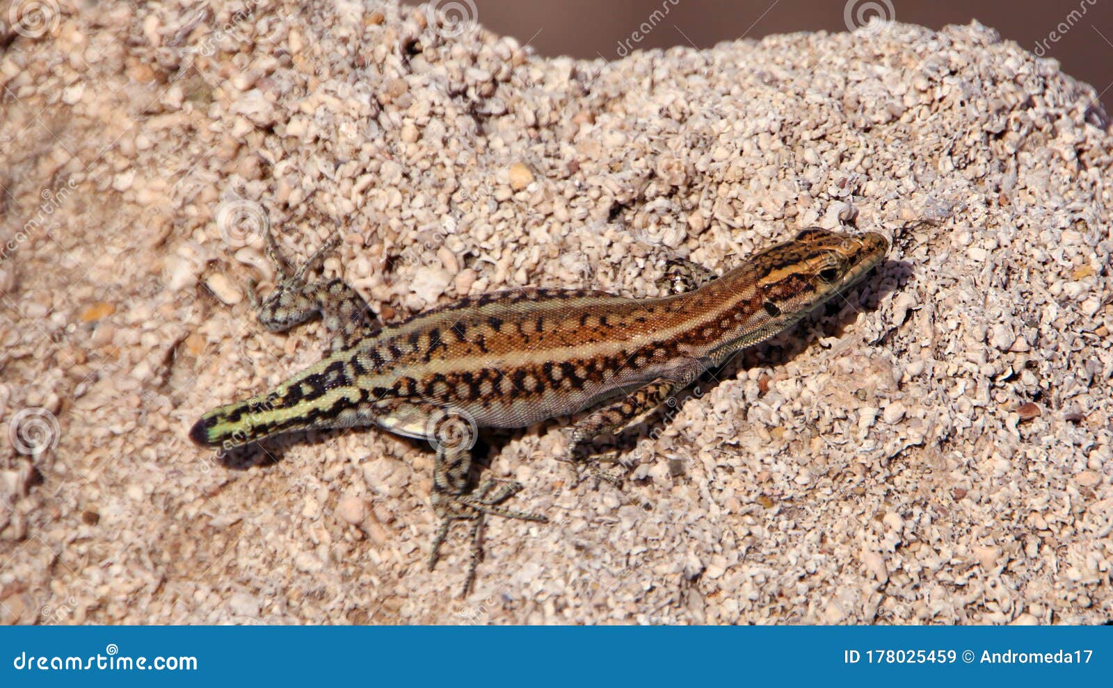 Lizard without Tail on a Stone Stock Image - Image of reptile ...