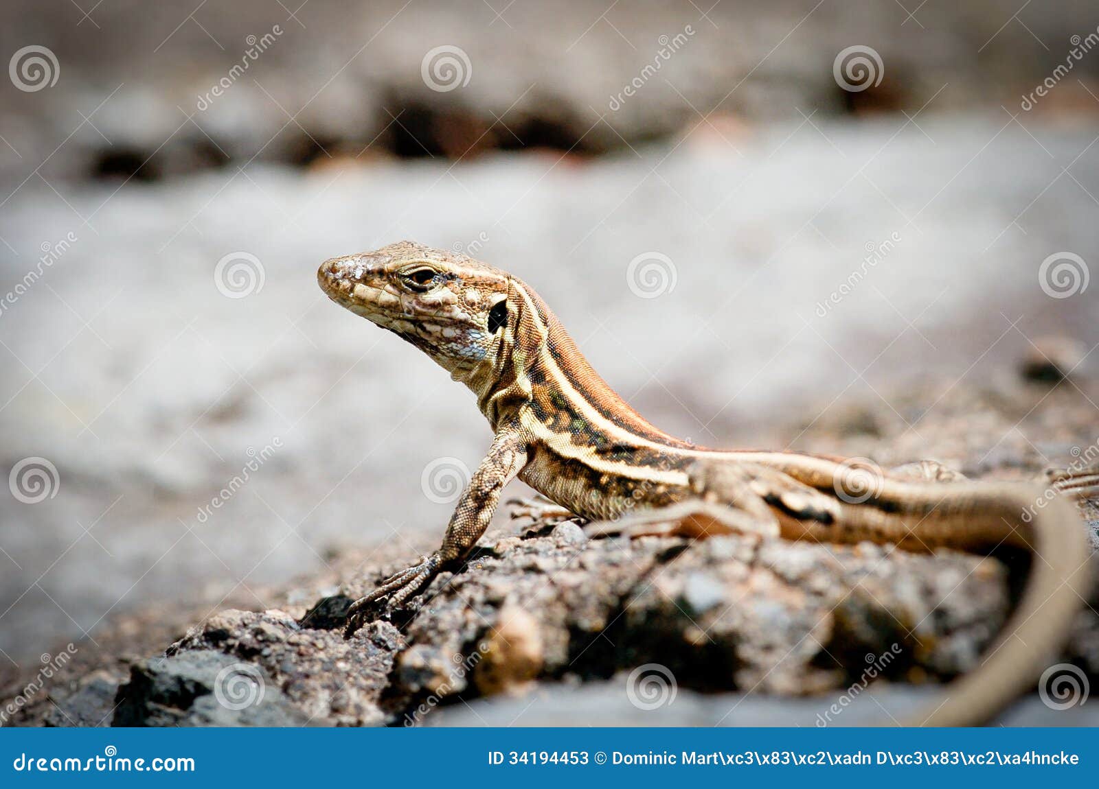Lizard taking sun stock image. Image of masked, lizard - 34194453