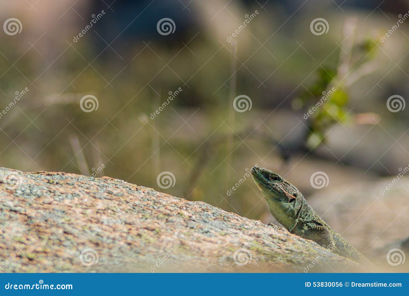 Lizard taking a sunbath stock photo. Image of colorful - 53830056