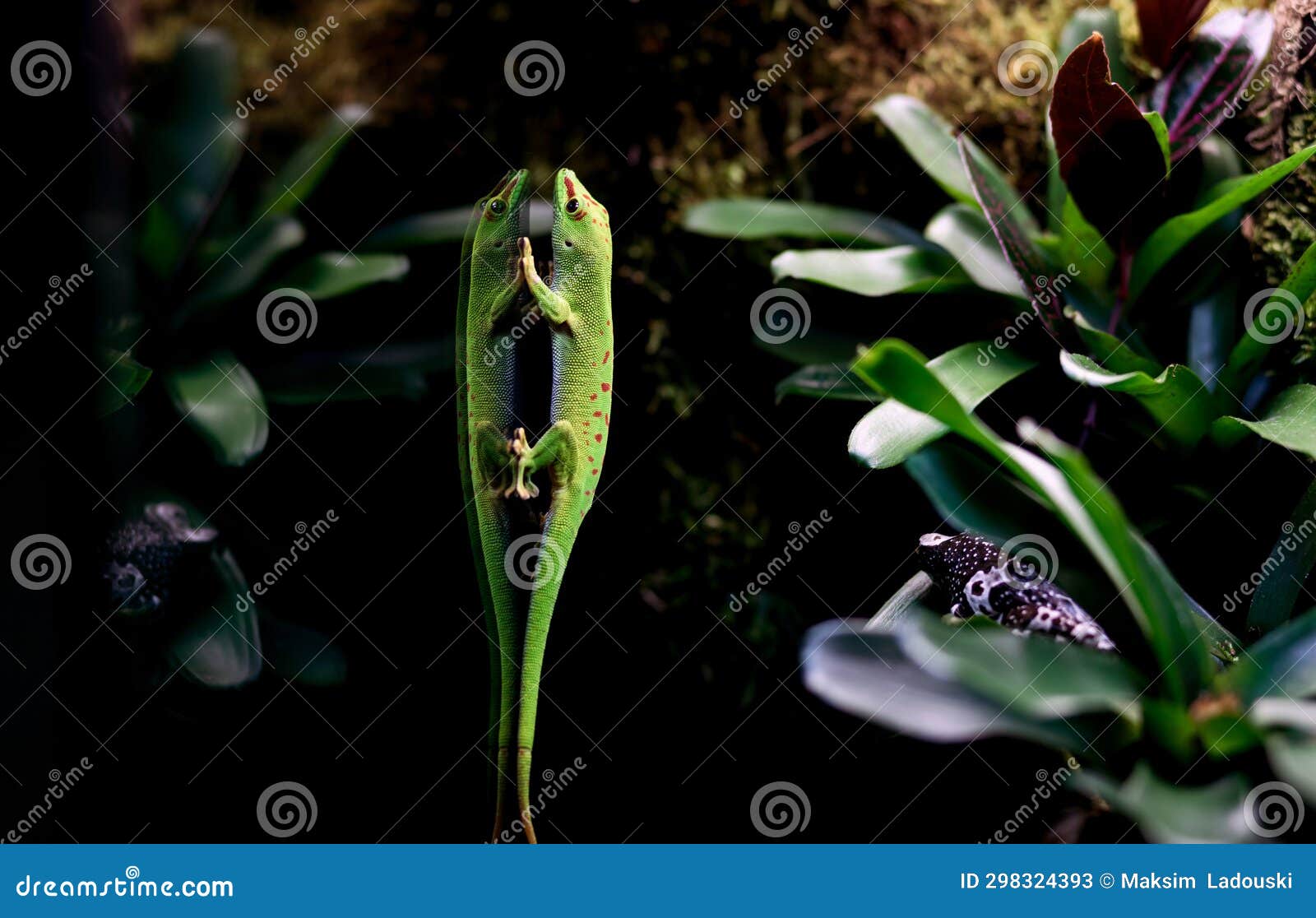 Lizard in a terrarium stock image. Image of beautiful - 298324393