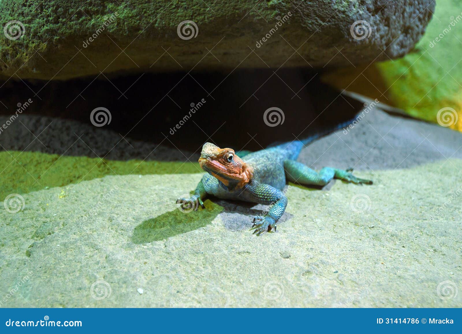 Lizard in an terrarium stock photo. Image of terrarium - 31414786