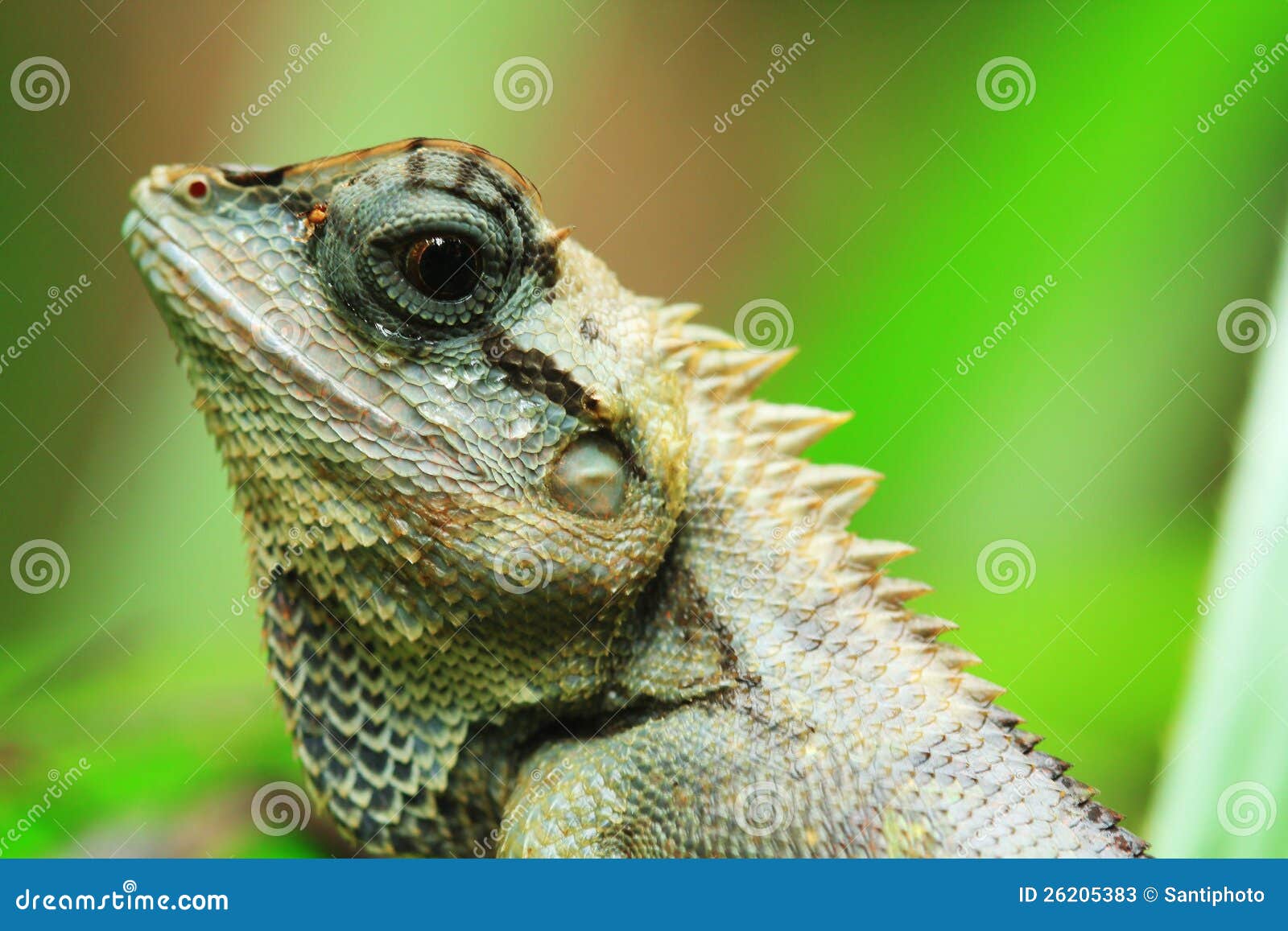 Lizard Thailand discover stock image. Image of reptile - 26205383